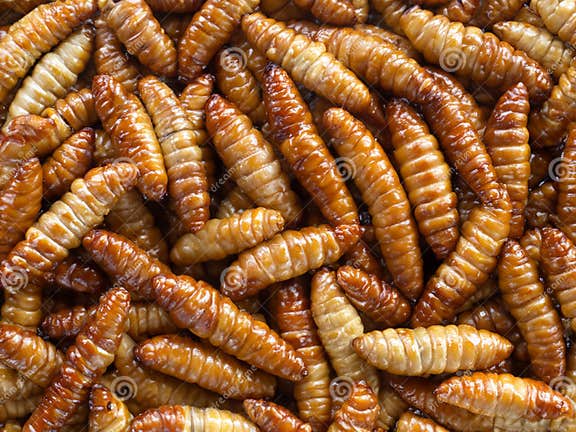 Worms in the Food Background Stock Photo - Image of isolated, close ...