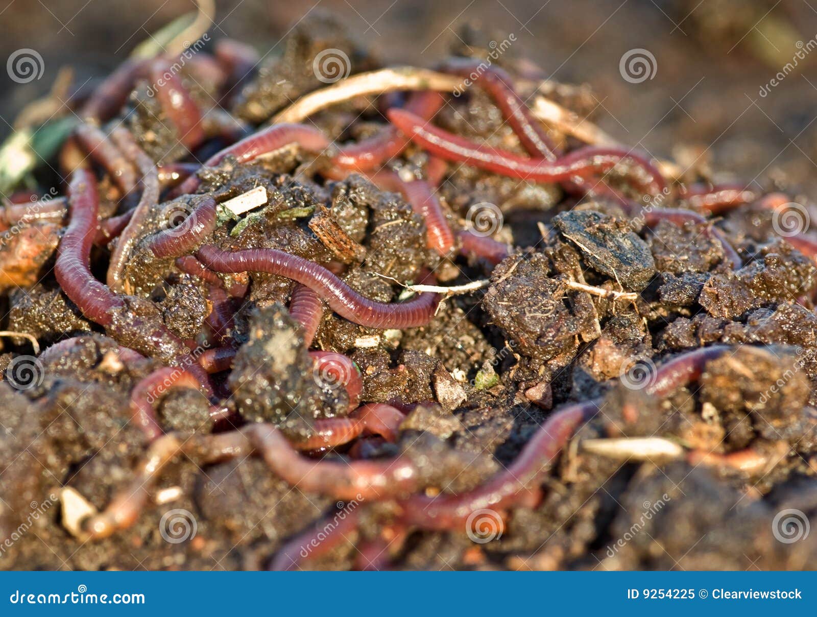 Worms in the garden dirt stock image. Image of dirt, insect - 9254225