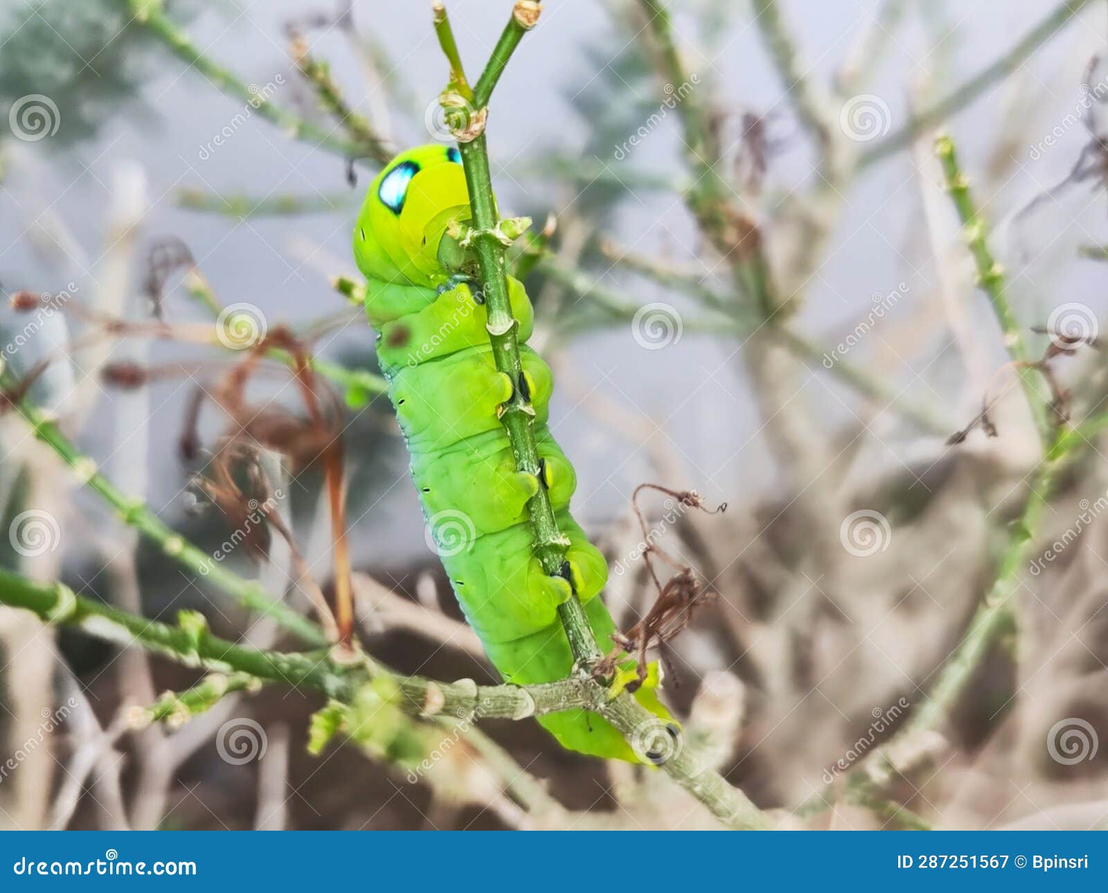 Worms in the Garden Eat Tree Stock Image - Image of animal, worms ...