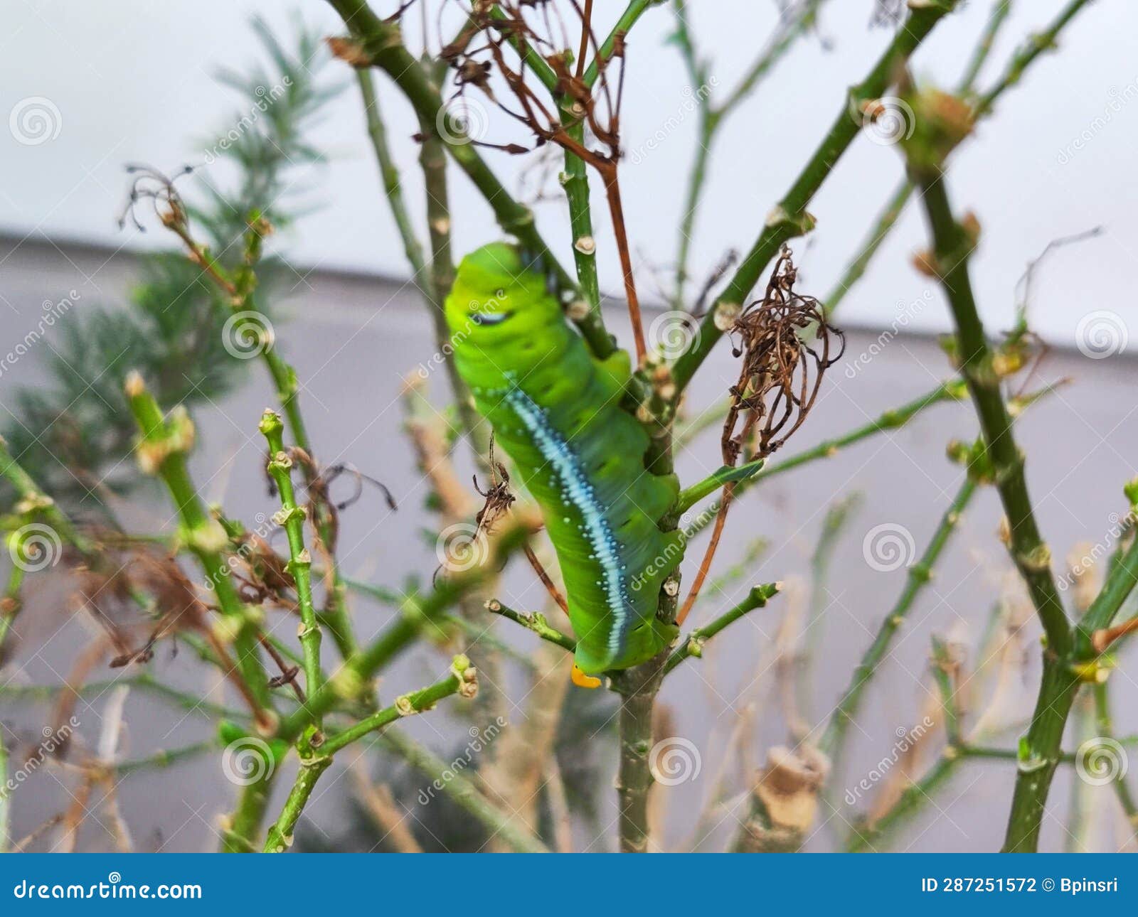 Worms in the Garden Eat Tree Stock Photo - Image of green, animal ...