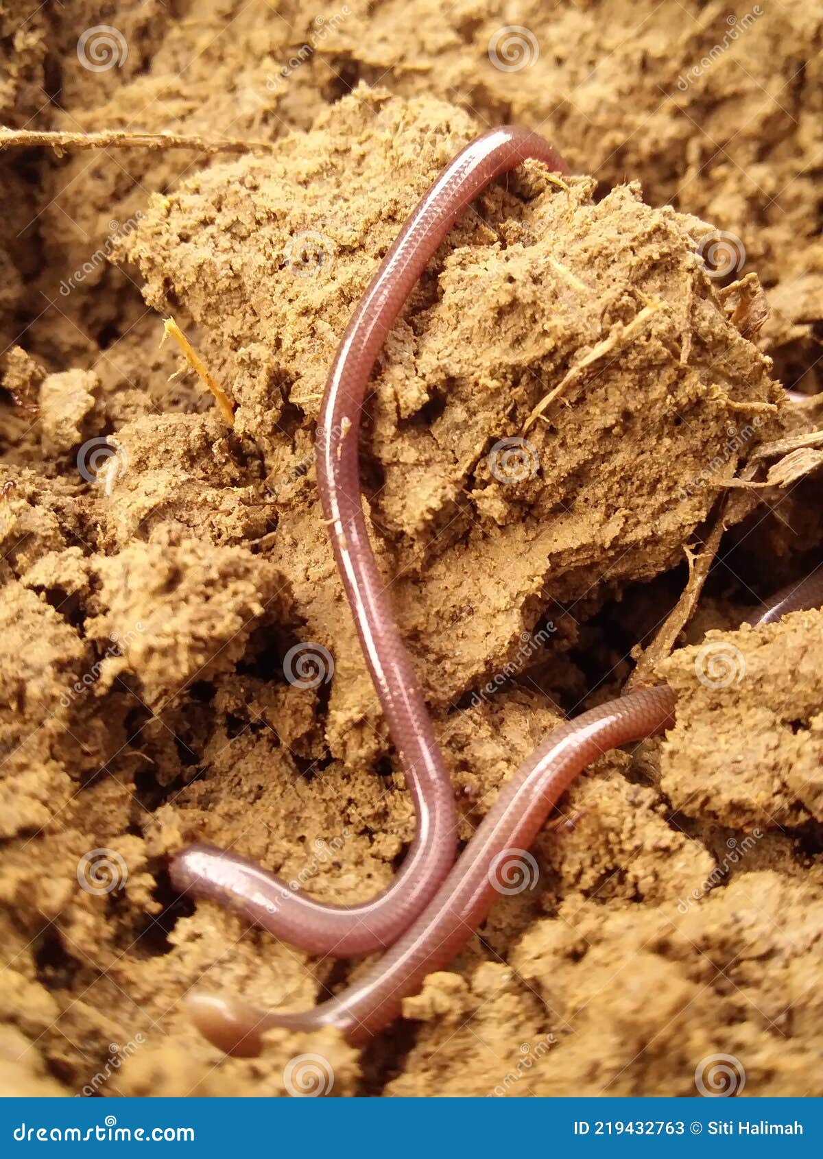 A worms on the ground stock image. Image of wildlife - 219432763