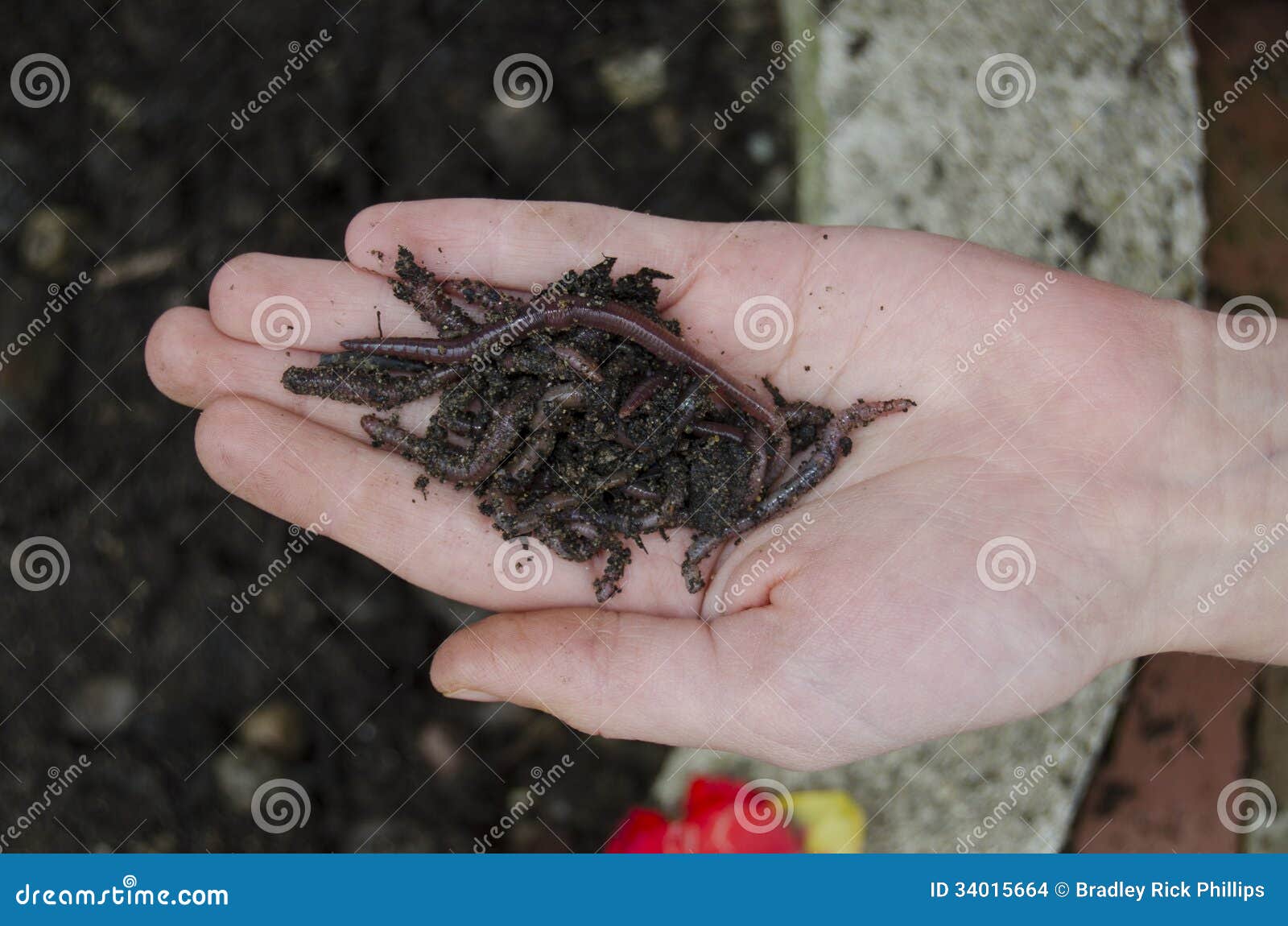 Worms in hand stock photo. Image of good, garden, dirt - 34015664