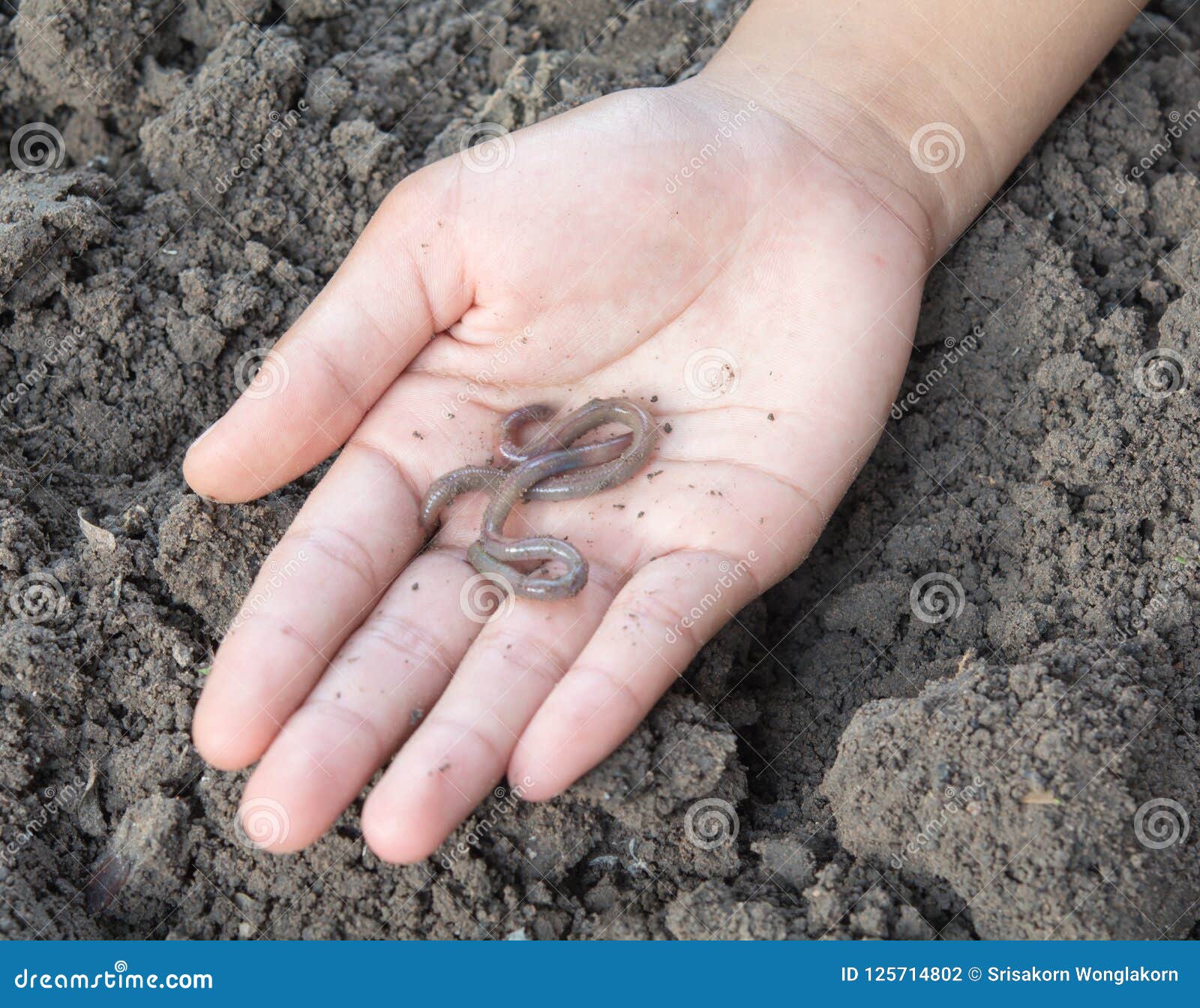 Worms in hand stock photo. Image of hand, field, plant - 125714802