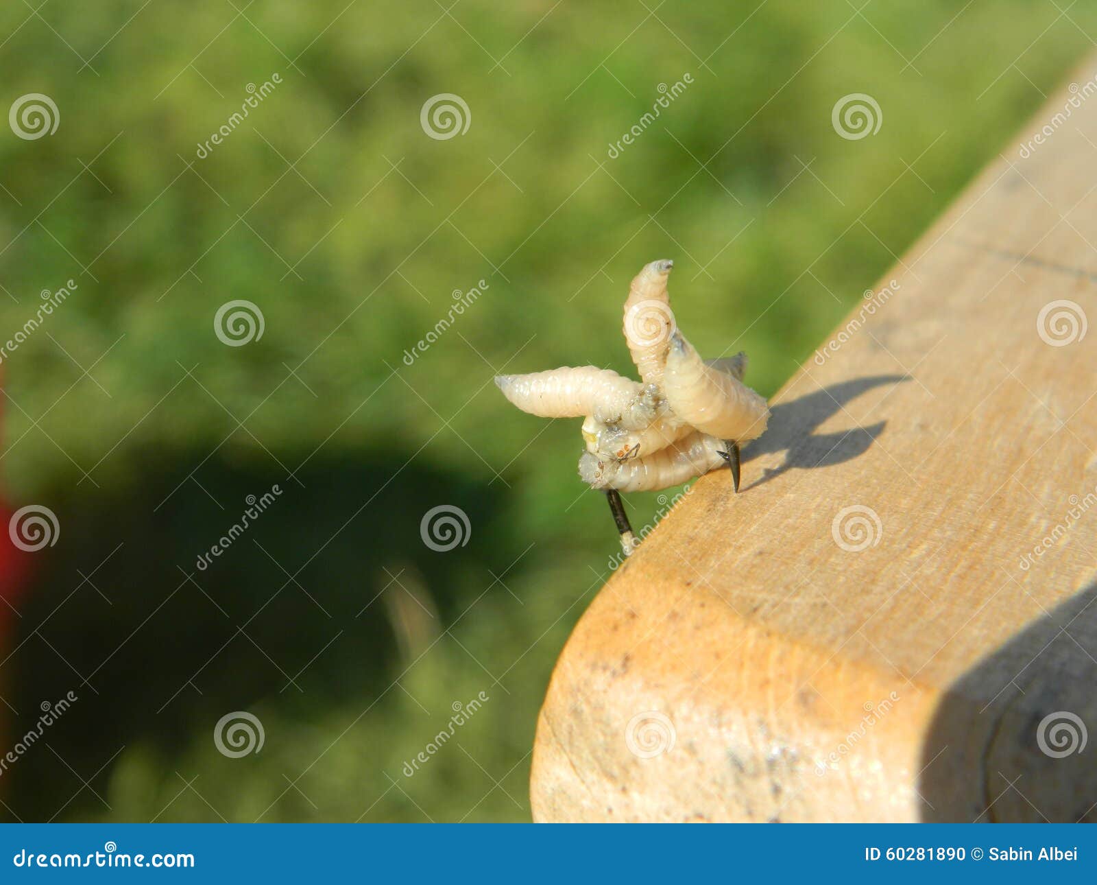 Worms on hook stock photo. Image of fishing, close, detail - 60281890