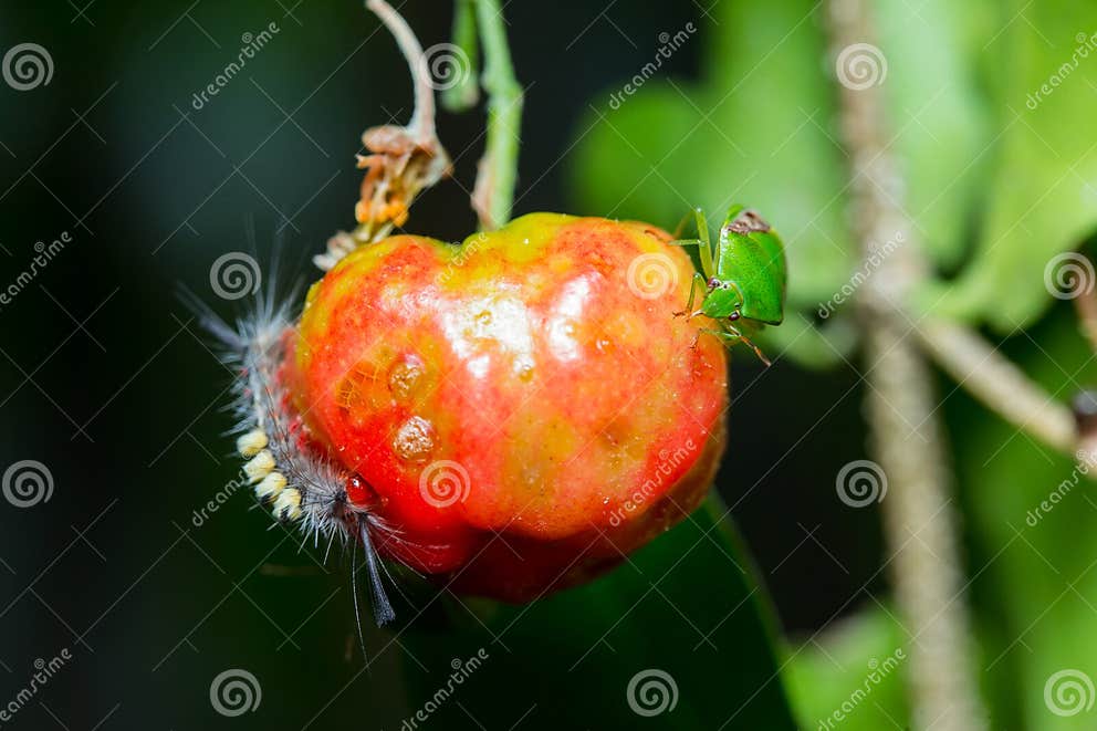 Worms and Insects are Eating the Red Fruit Stock Image - Image of ...