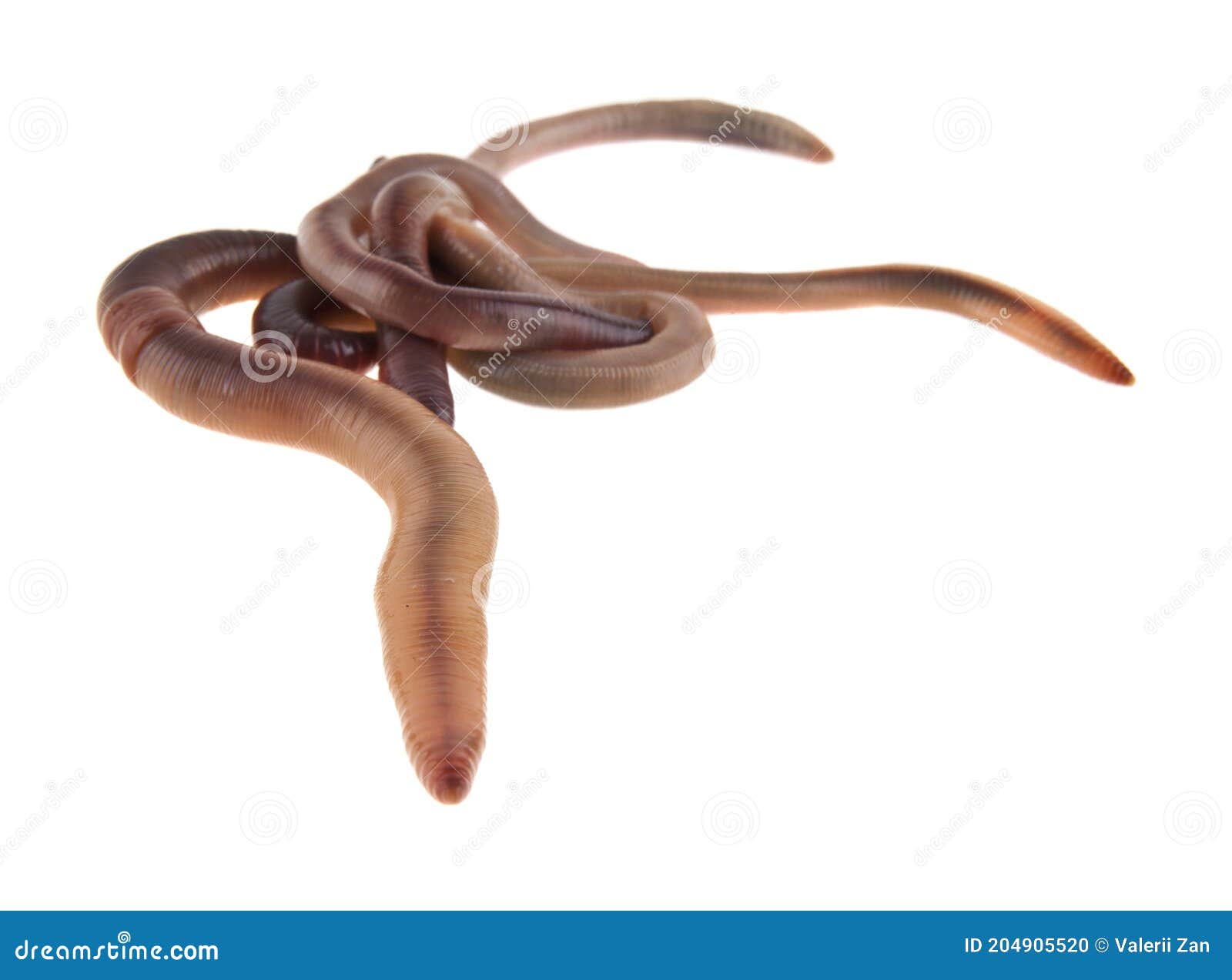 Worms isolated on white stock photo. Image of animal - 204905520