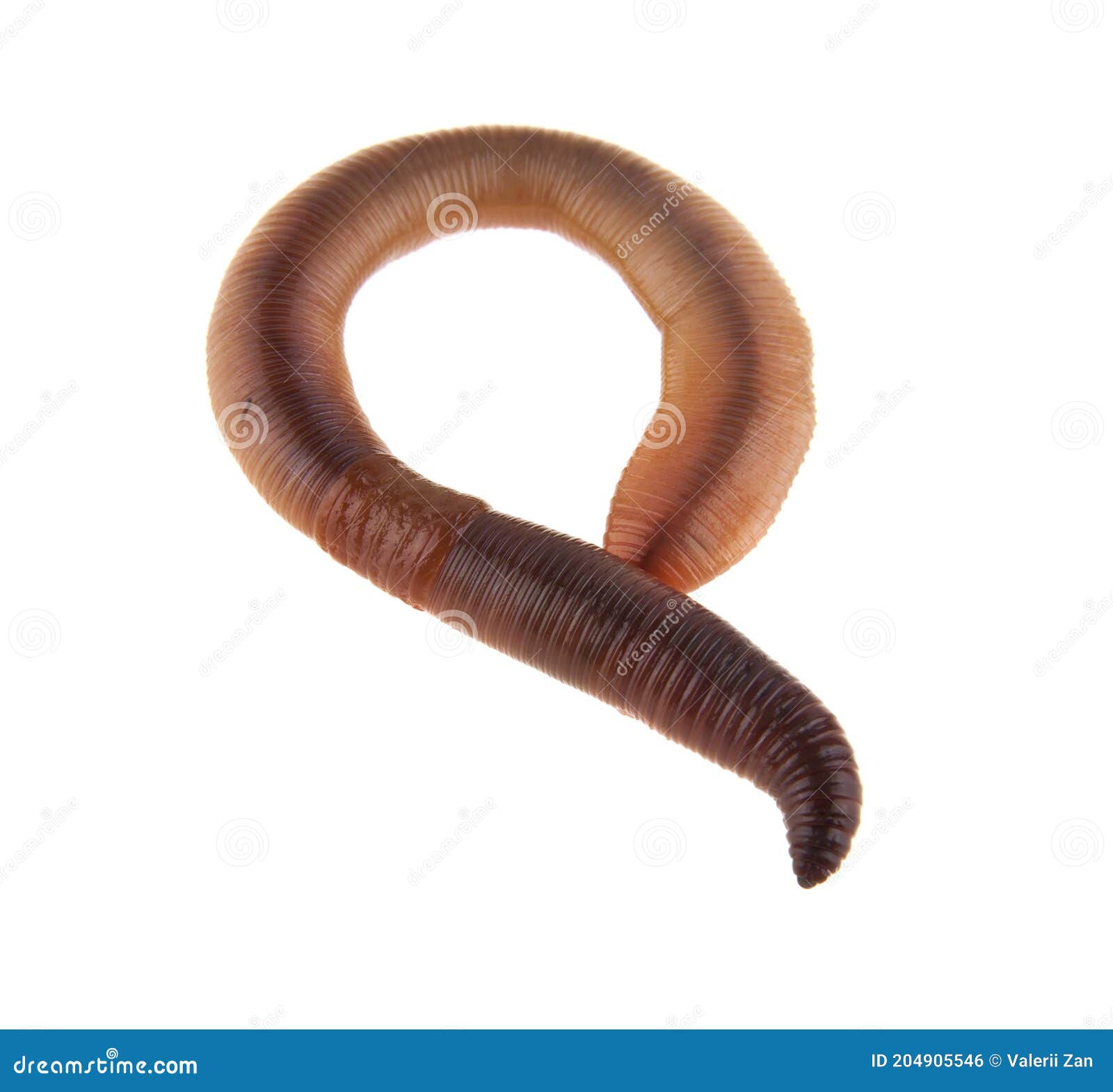Worms isolated on white stock photo. Image of macro - 204905546