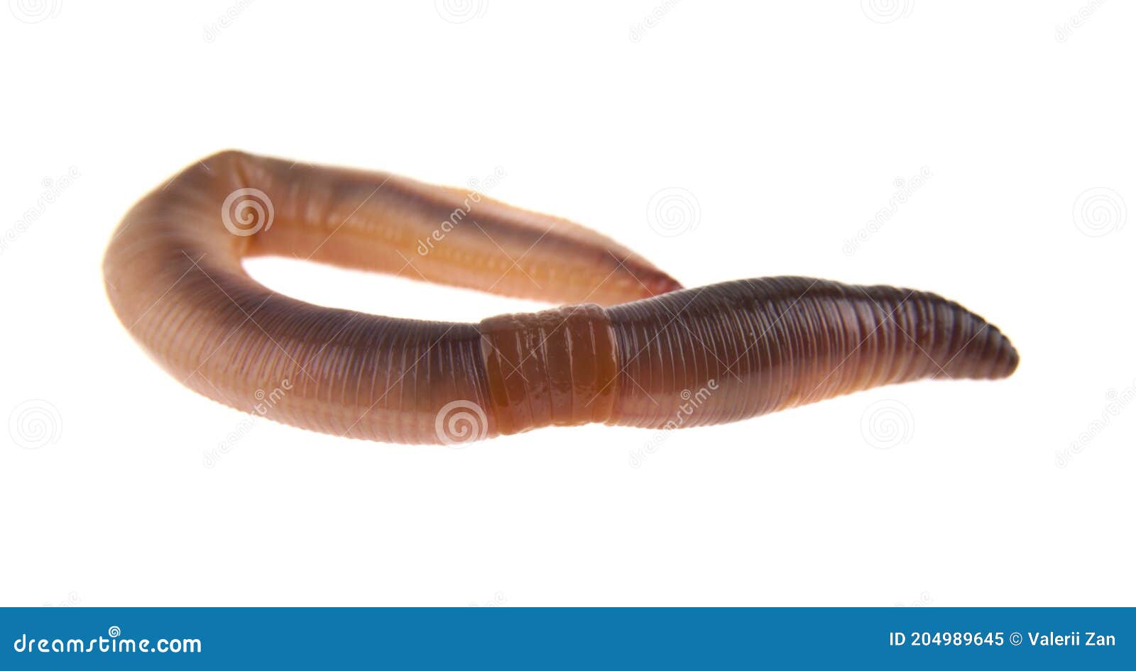 Worms isolated on white stock image. Image of garden - 204989645