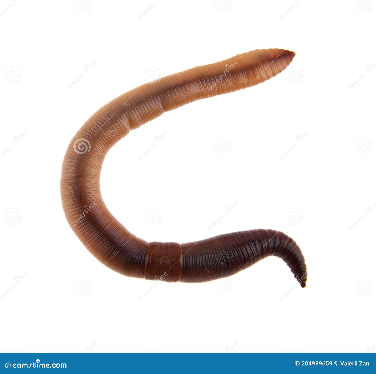 Worms isolated on white stock image. Image of crawling - 204989659