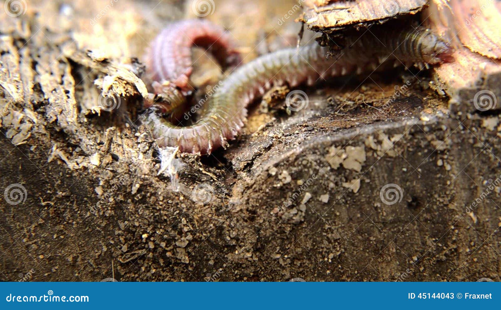 Korean Worms Stock Footage & Videos - 8 Stock Videos