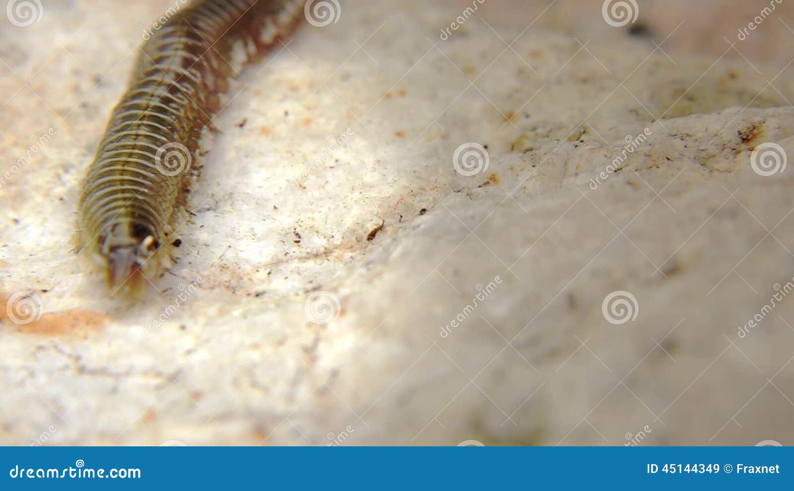 Worms stock video. Video of korean, environment, earthworm - 45144349