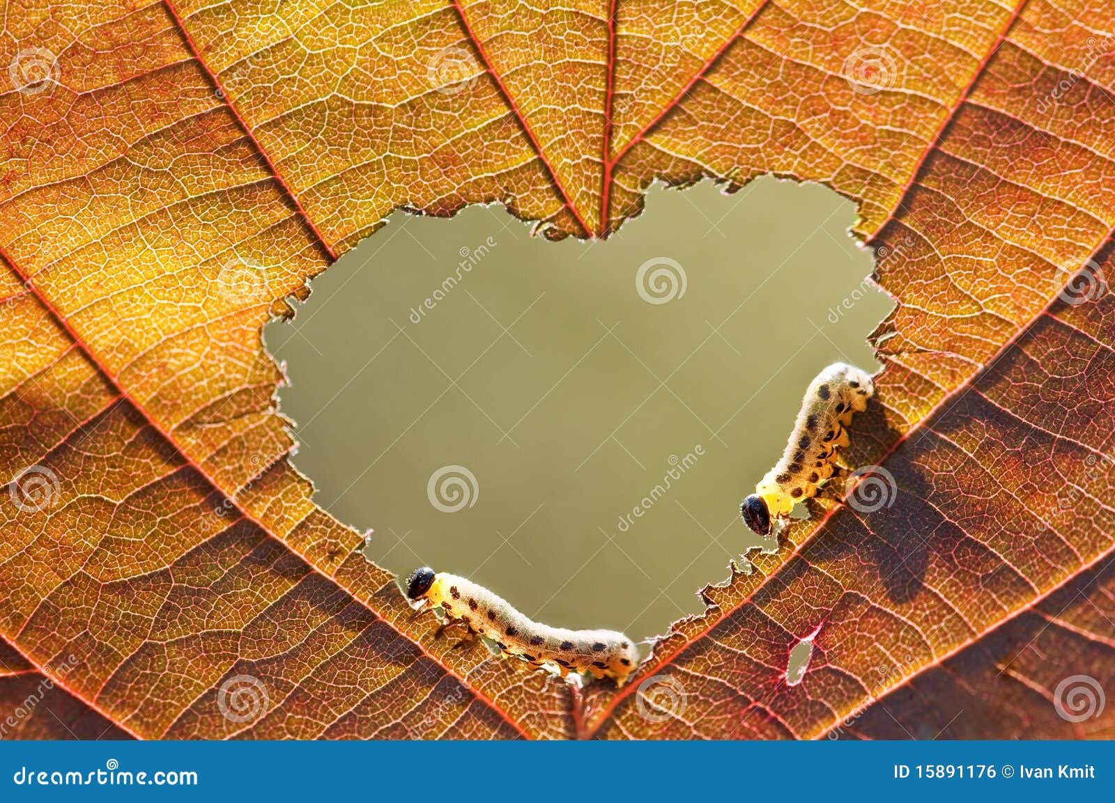 Worms_love stock photo. Image of valentine, season, yellow - 15891176