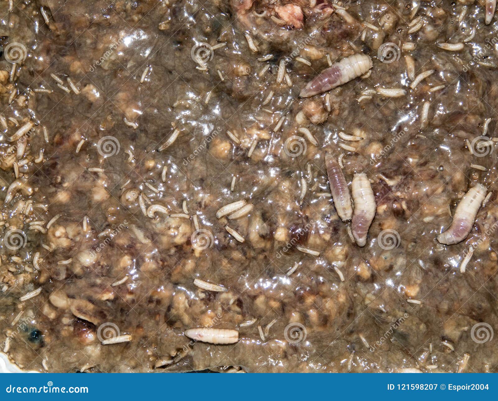 Spoiled Meat Maggots