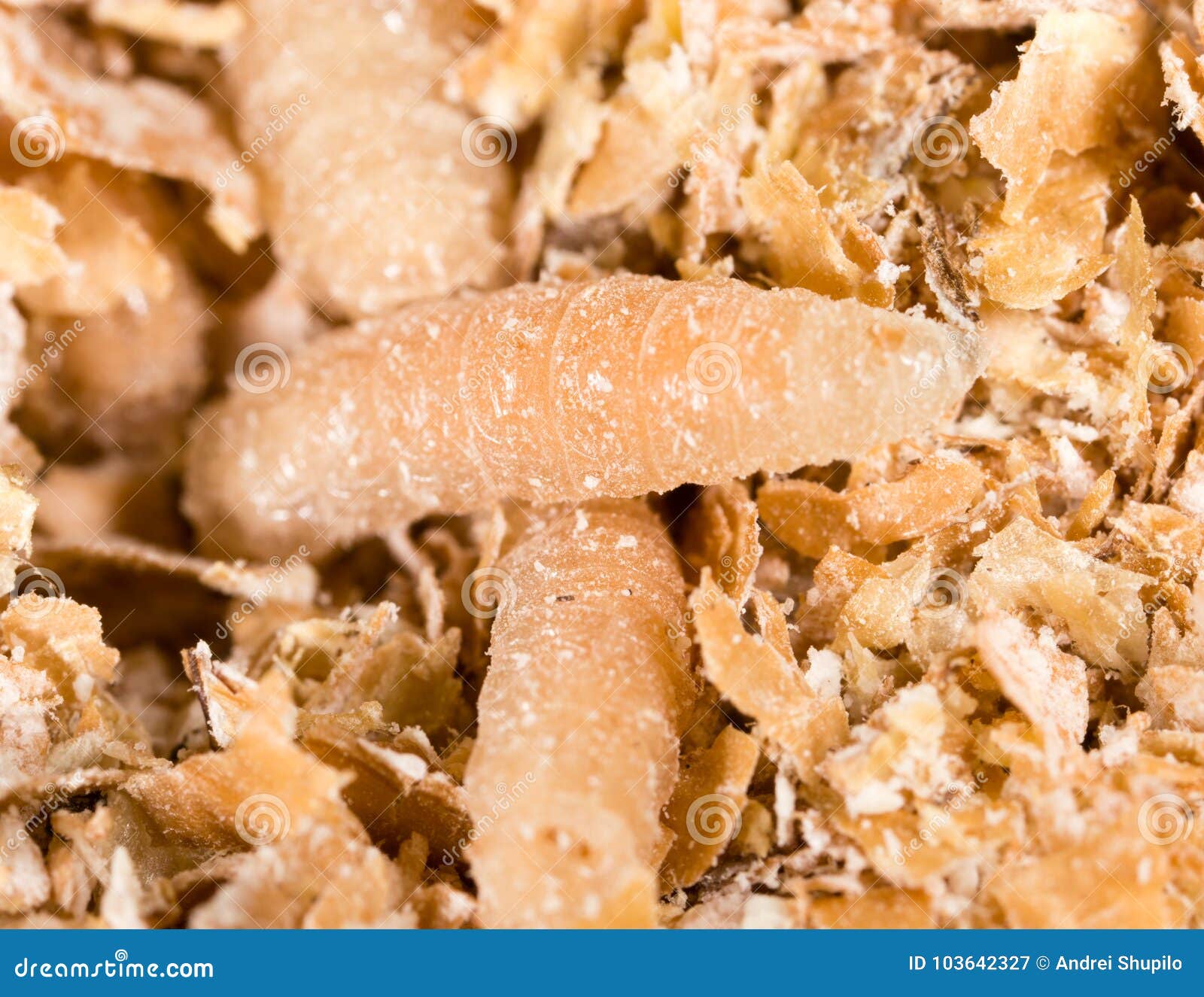 Worms of maggots . marco stock image. Image of larvae - 103642327
