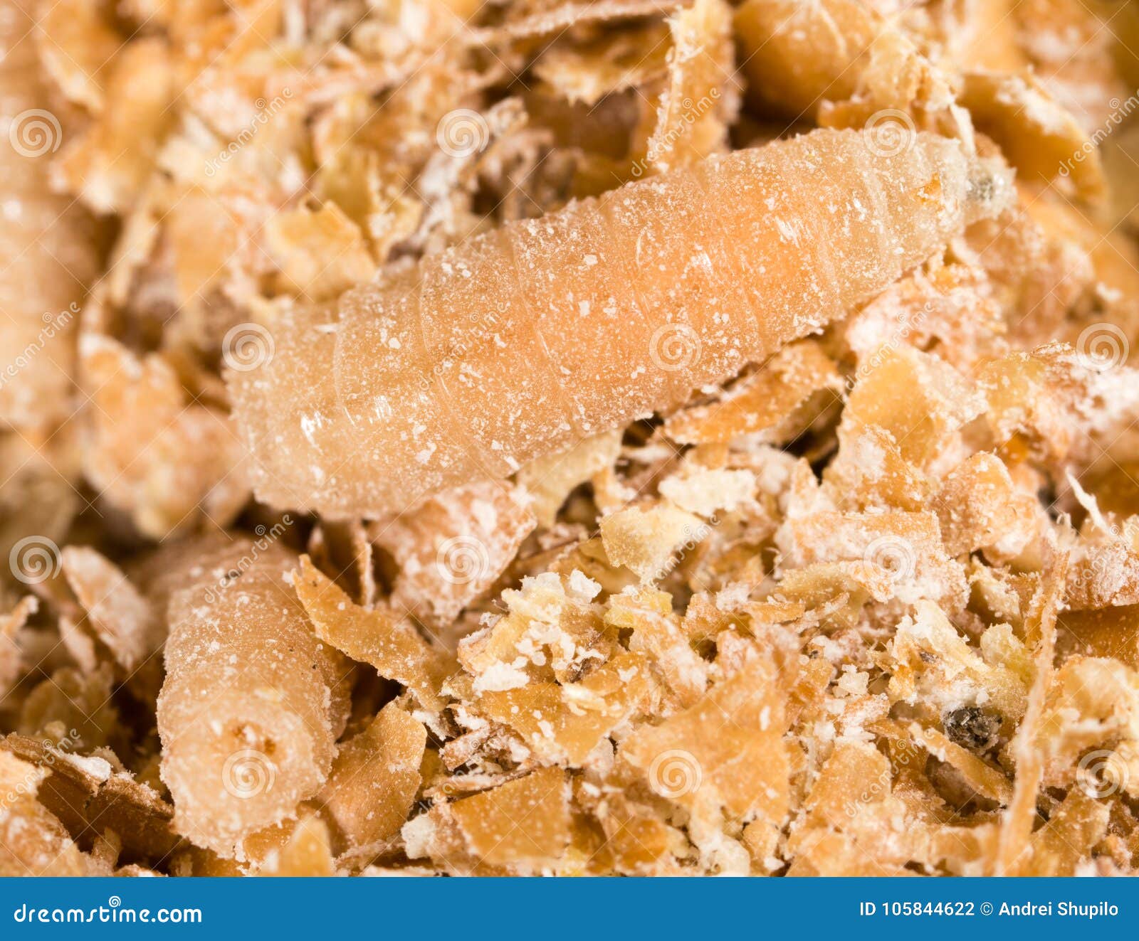 Worms of maggots . marco stock photo. Image of larvae - 105844622