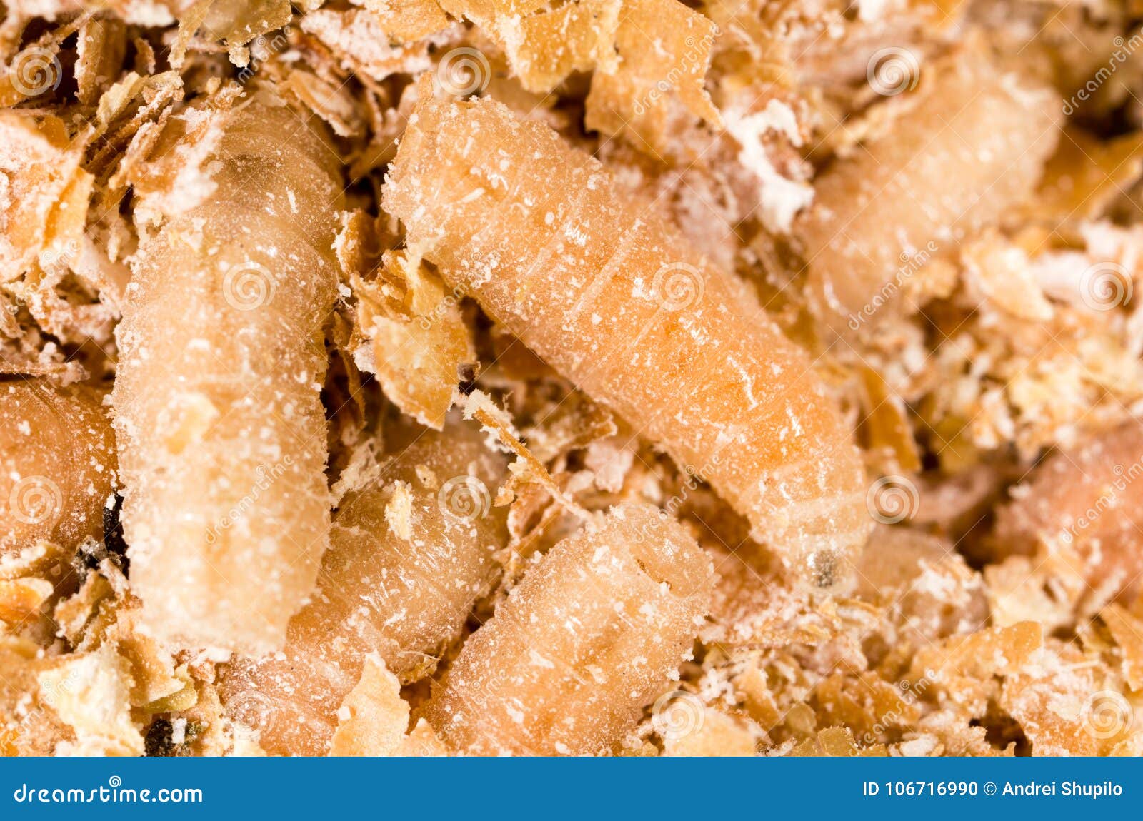 Worms of maggots . marco stock photo. Image of closeup - 106716990