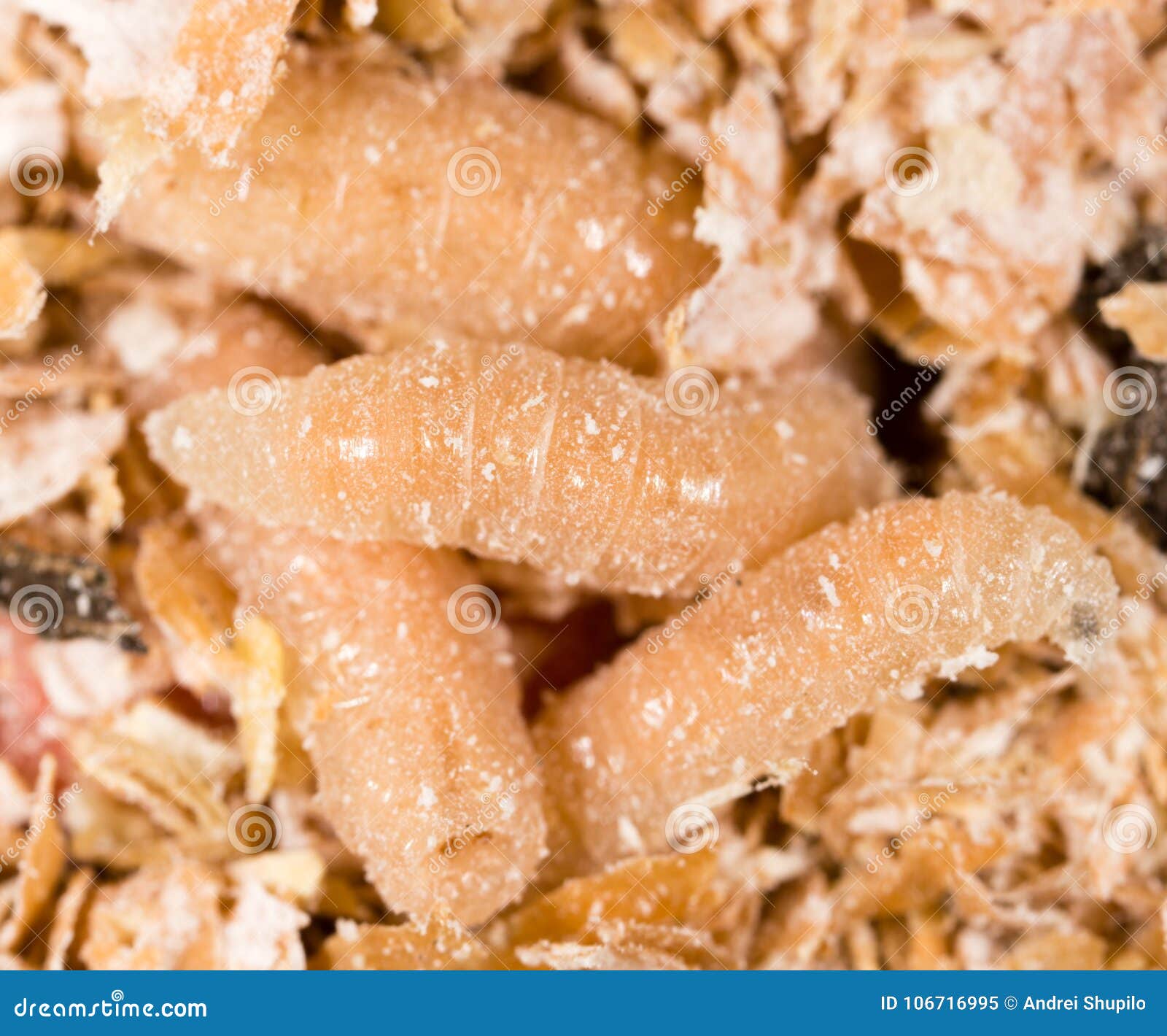 Worms of maggots . marco stock image. Image of insect - 106716995