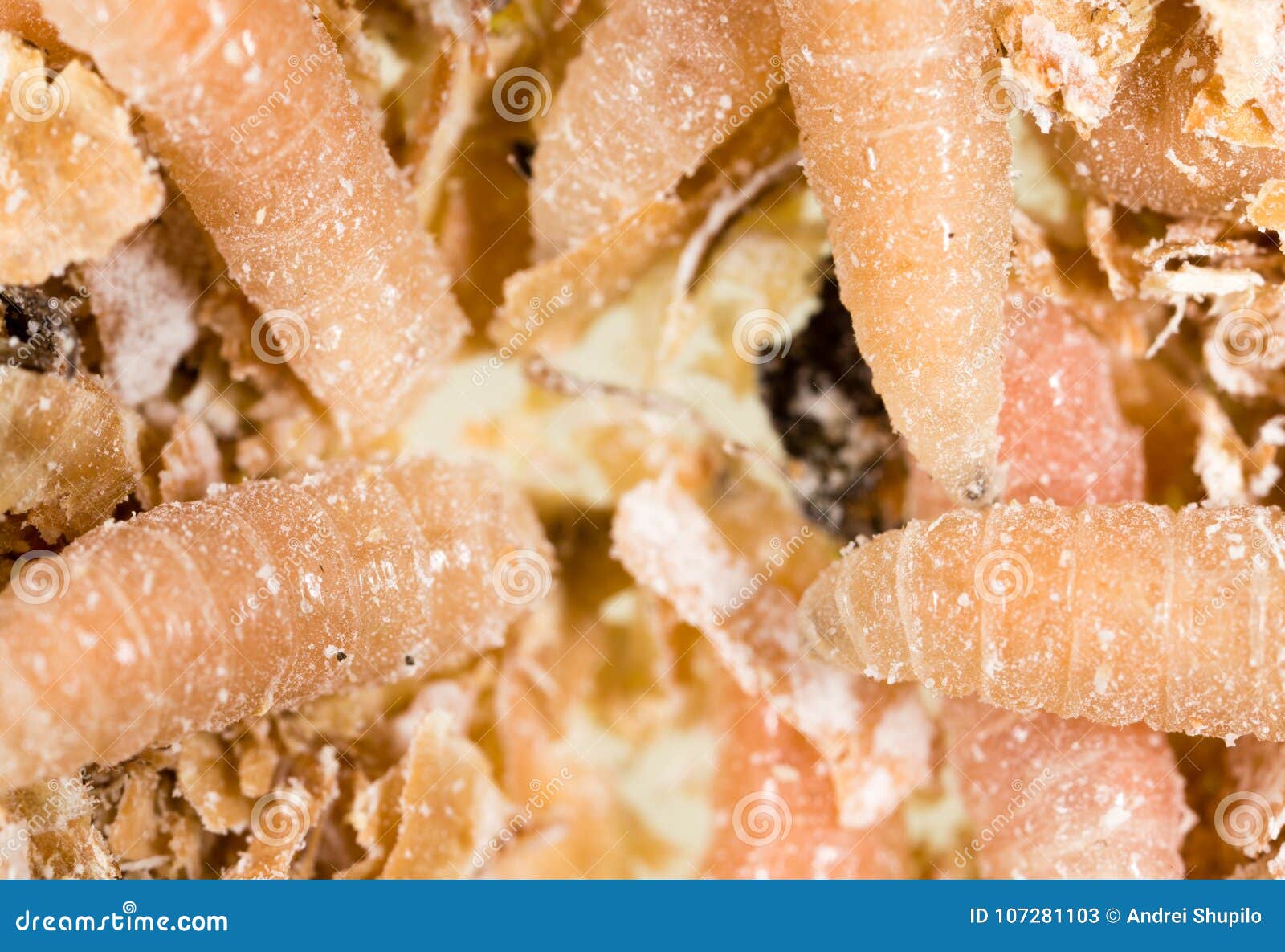 Worms of maggots . marco stock image. Image of bait - 107281103