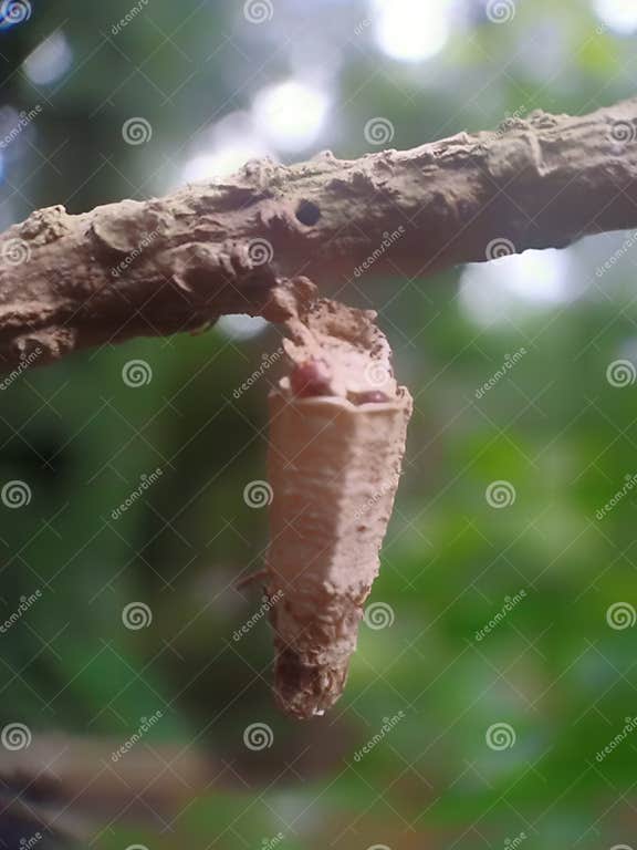 A worms nest on a branch stock photo. Image of invertebrate - 188806024