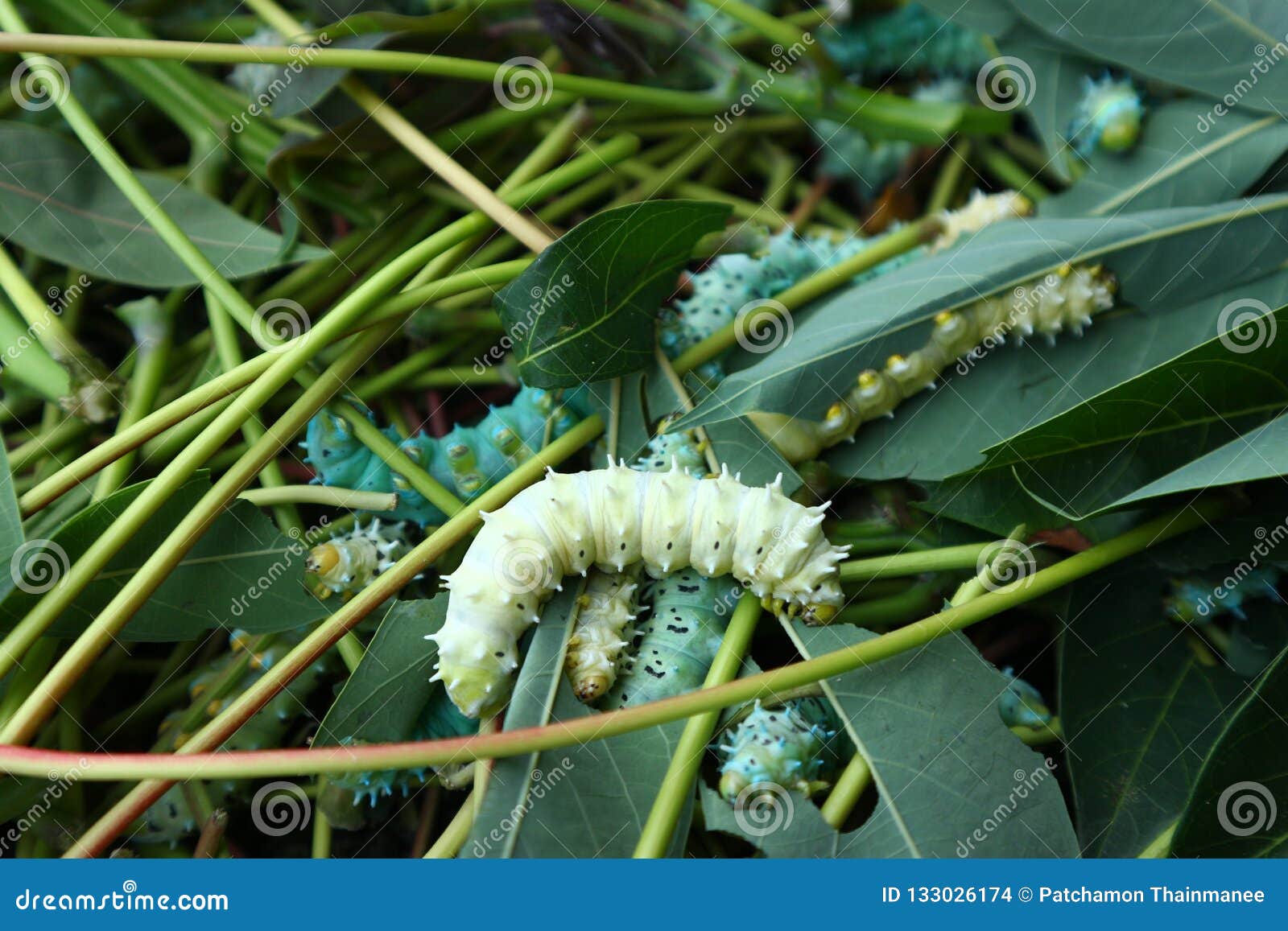 Worms vegetable stock photo. Image of worms, vegetable - 133026174