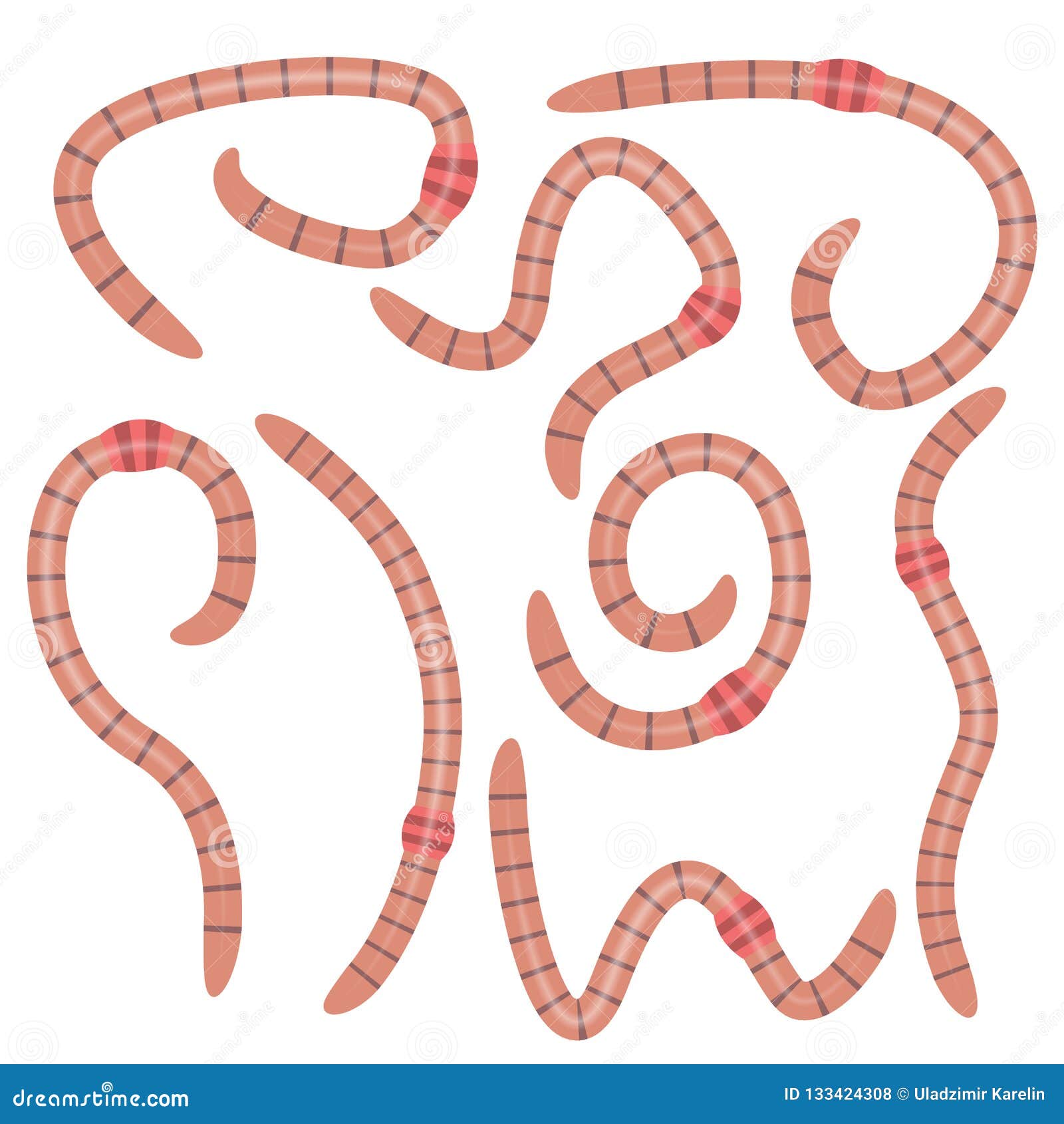 Worms Set. Worms in Different Positions. Worms for Fishing Stock Vector ...
