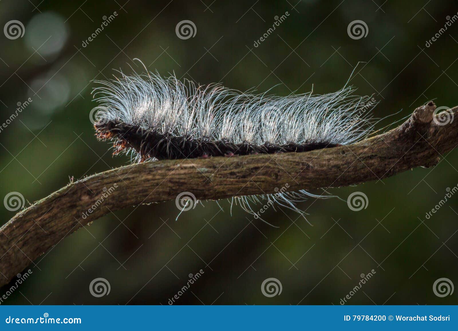 Worms stock photo. Image of closeup, caterpillar, fluffy - 79784200