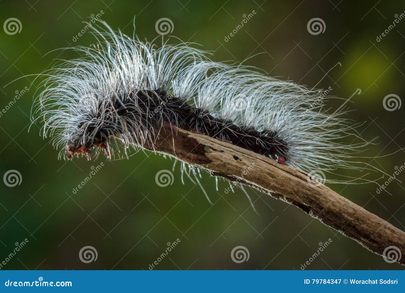 Worms stock image. Image of fluffy, grub, bristle, fuzzy - 79784347