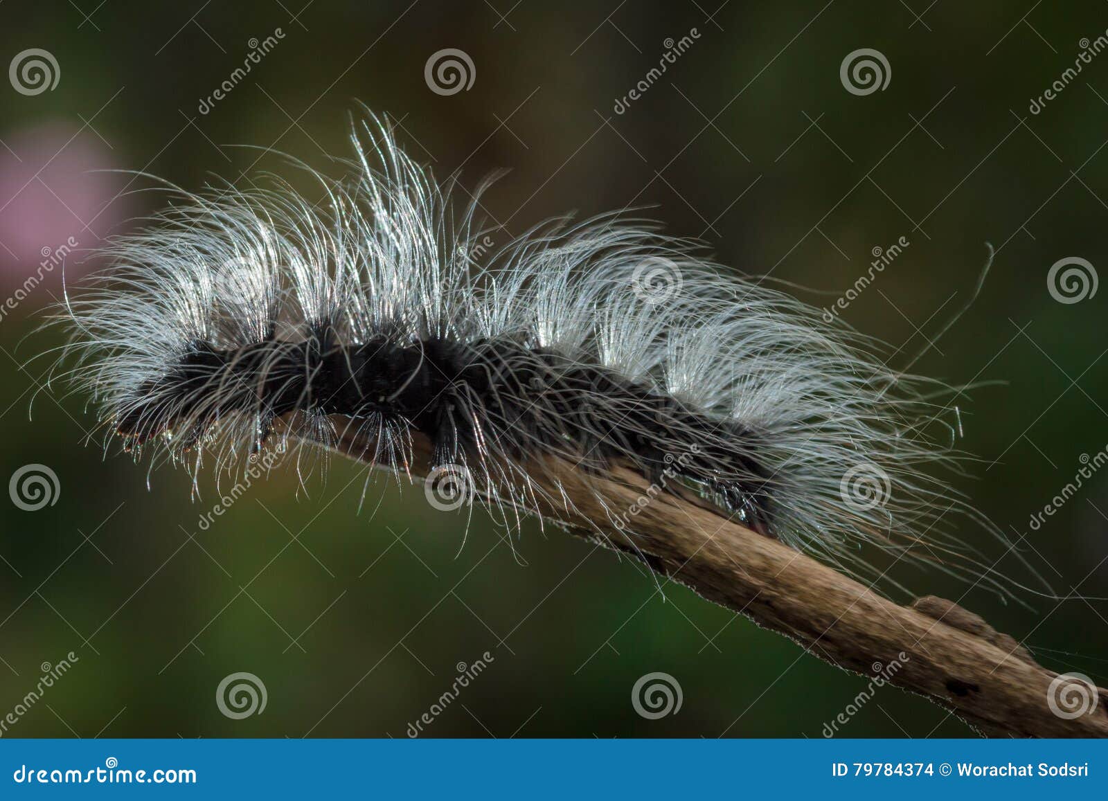 Worms stock photo. Image of sphingidae, fluffy, moth - 79784374