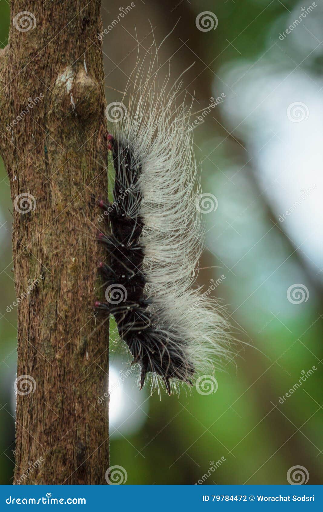 Worms stock photo. Image of sphingidae, fuzzy, outdoors - 79784472