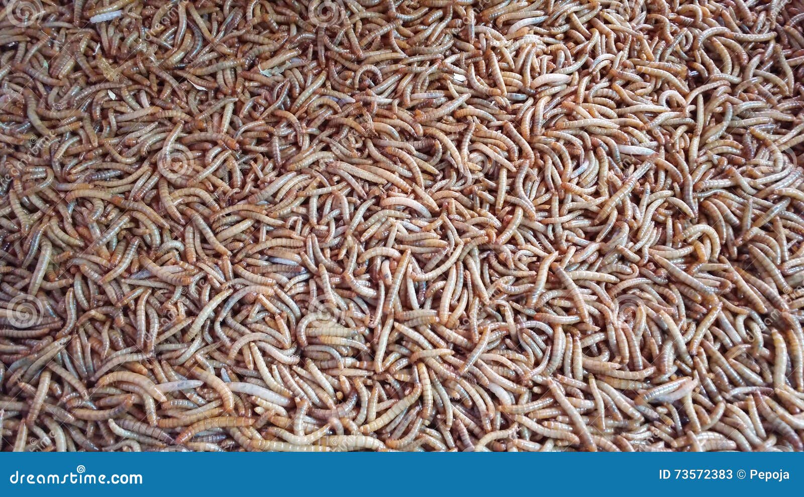 Worms stock image. Image of worms, wild, farm, colony - 73572383