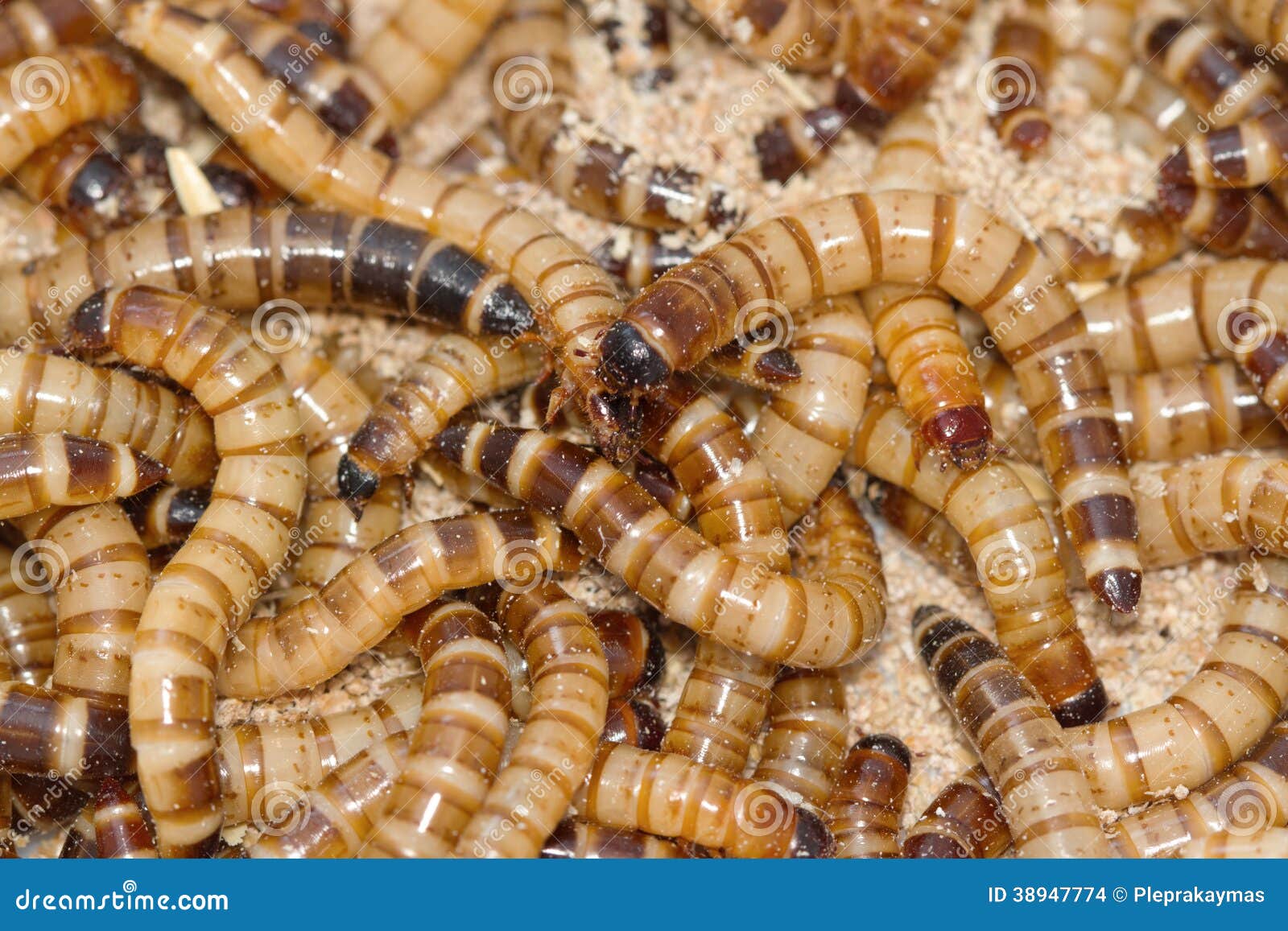Worms Texture and Background Stock Photo - Image of nature, caterpillar ...