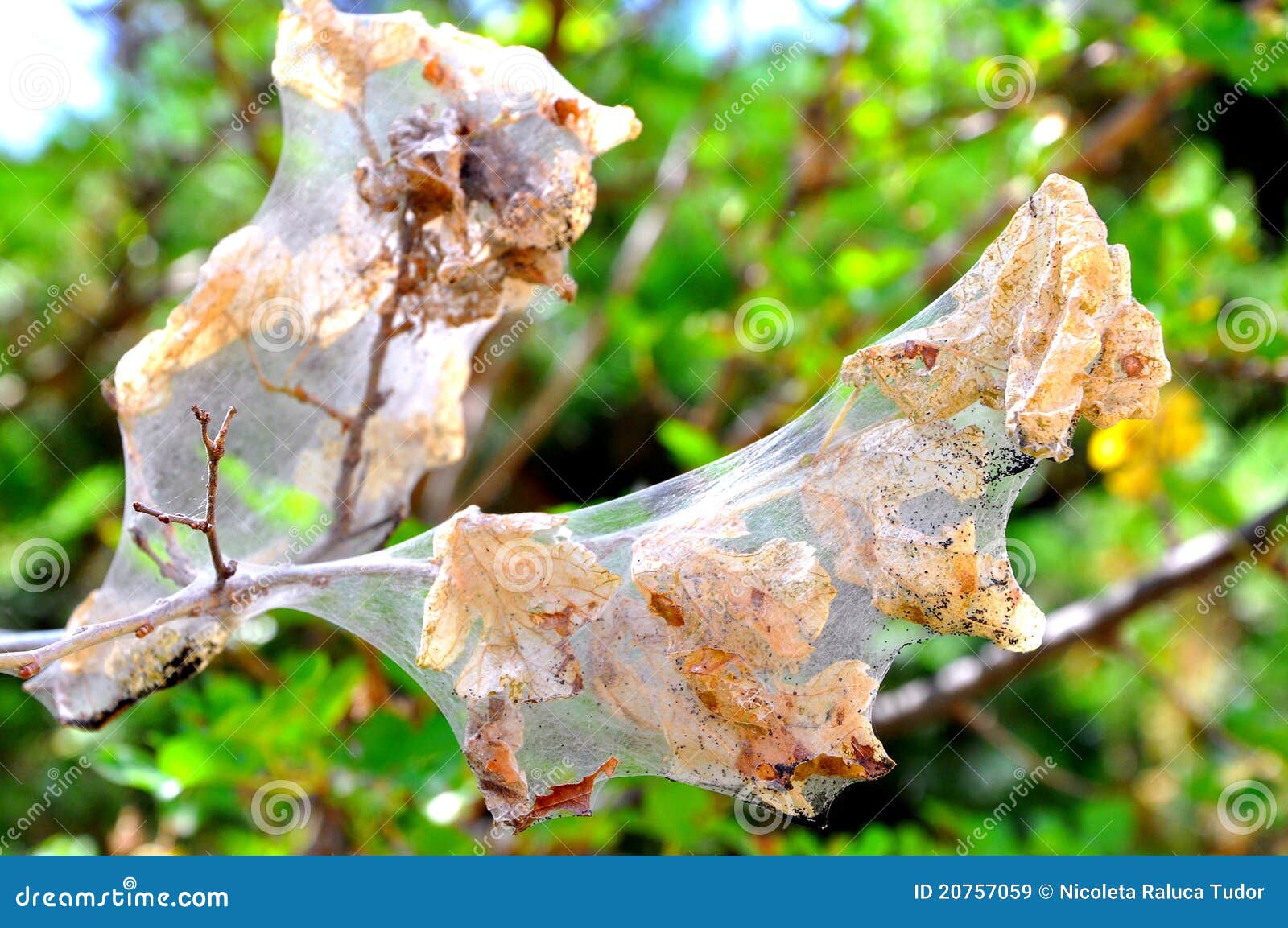 Worms on a tree stock image. Image of macro, larva, disease - 20757059