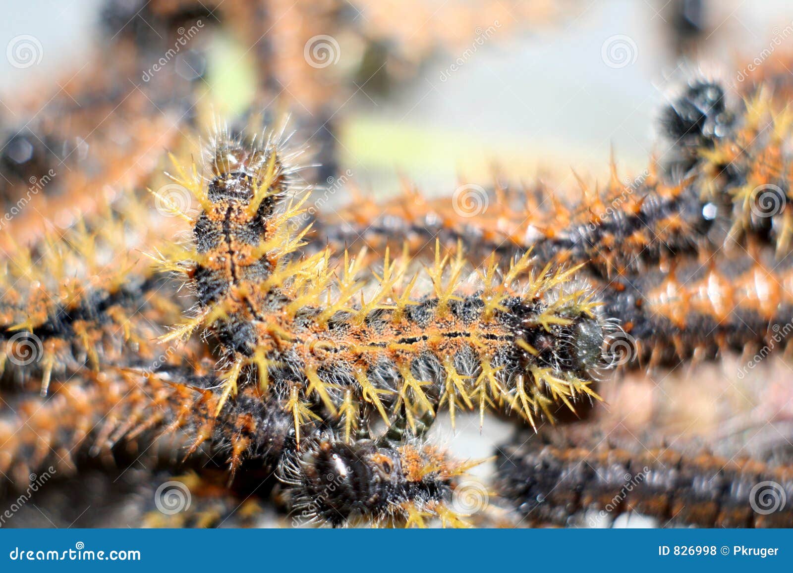 Worms On A Tree Picture. Image: 826998