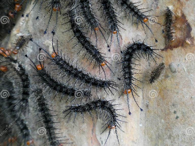 Worms on the tree trunk stock image. Image of black - 227115125