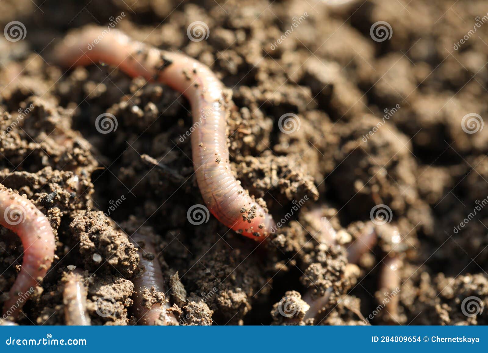 Worms in Wet Soil, Closeup. Terrestrial Invertebrates Stock Photo ...