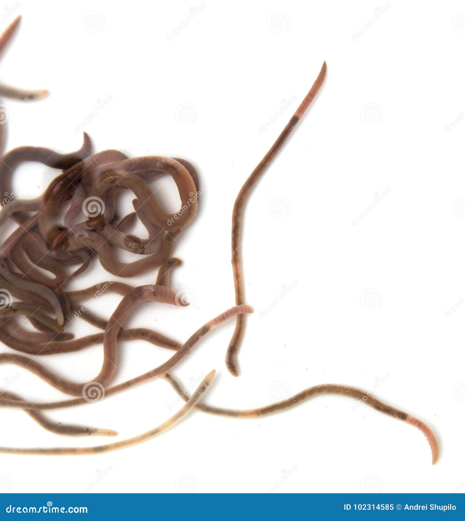 Worms on a White Background. Macro Stock Image - Image of invertebrate ...