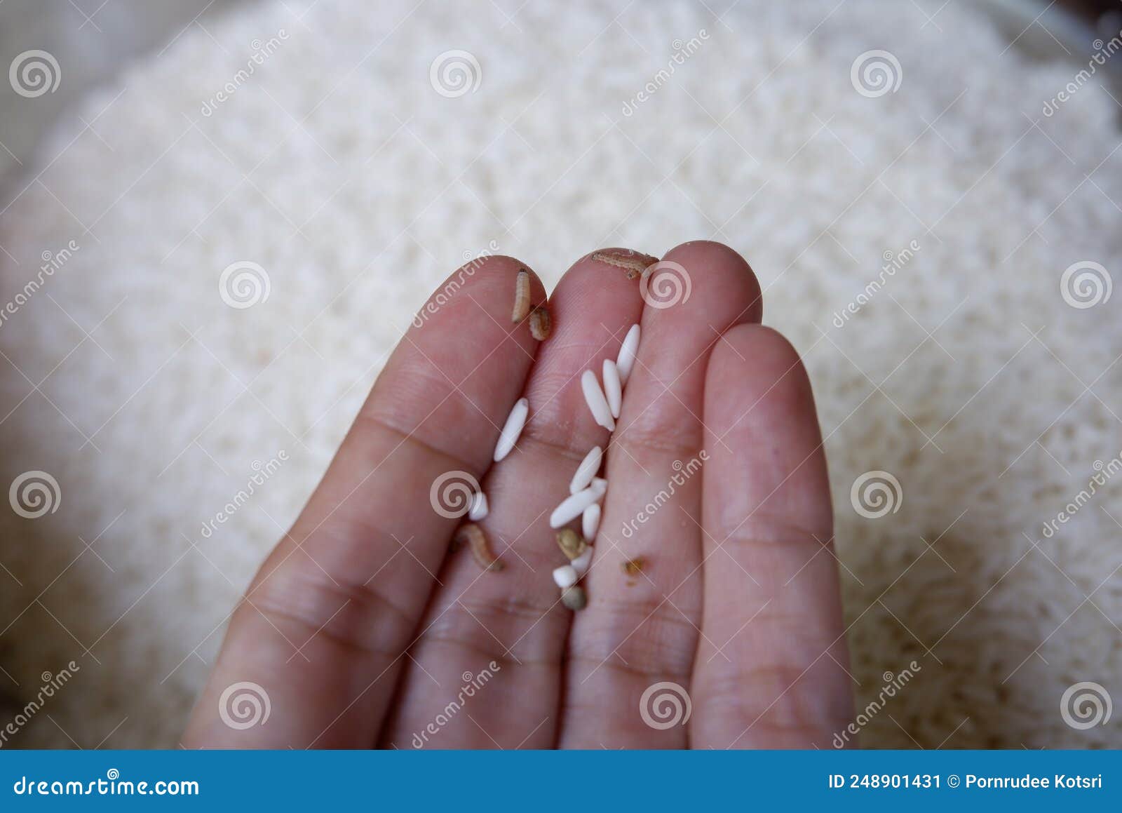 Worms in White Rice and Hand Stock Image - Image of worms, white: 248901431