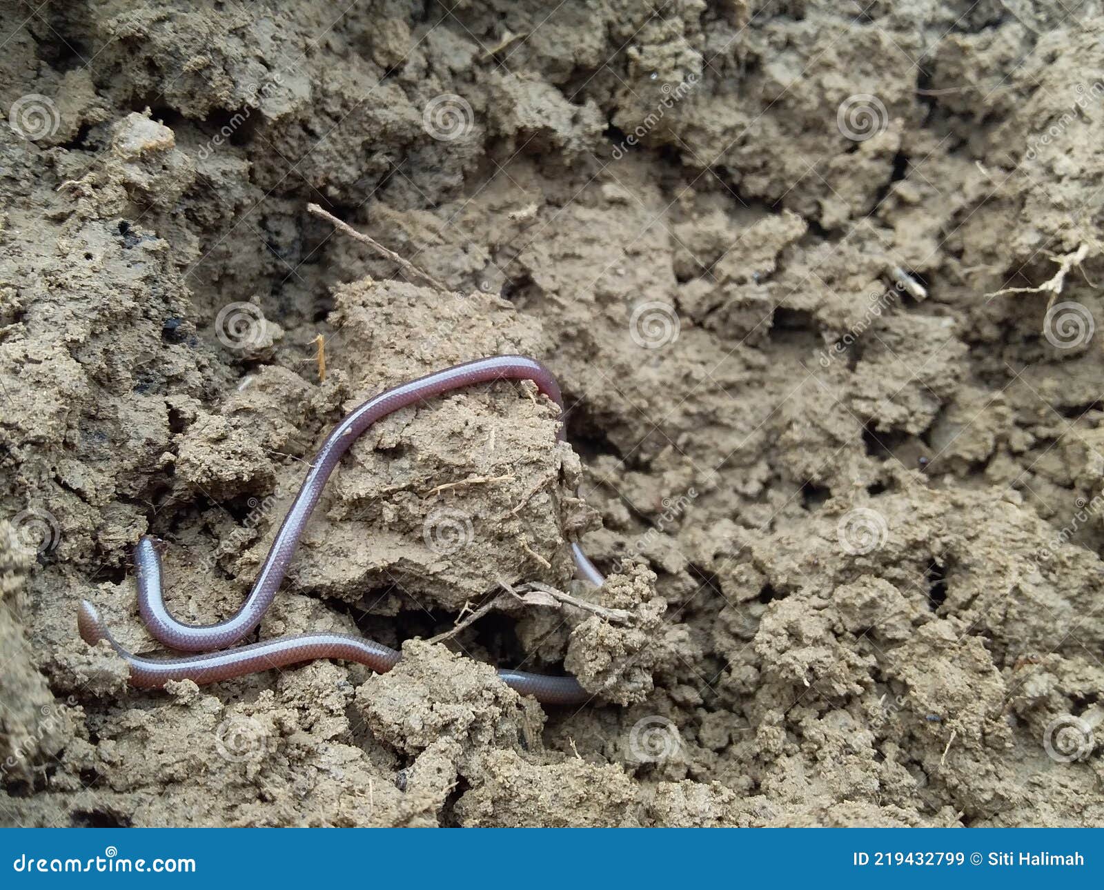 A Worms that are Writhing on the Ground Stock Image - Image of insect ...