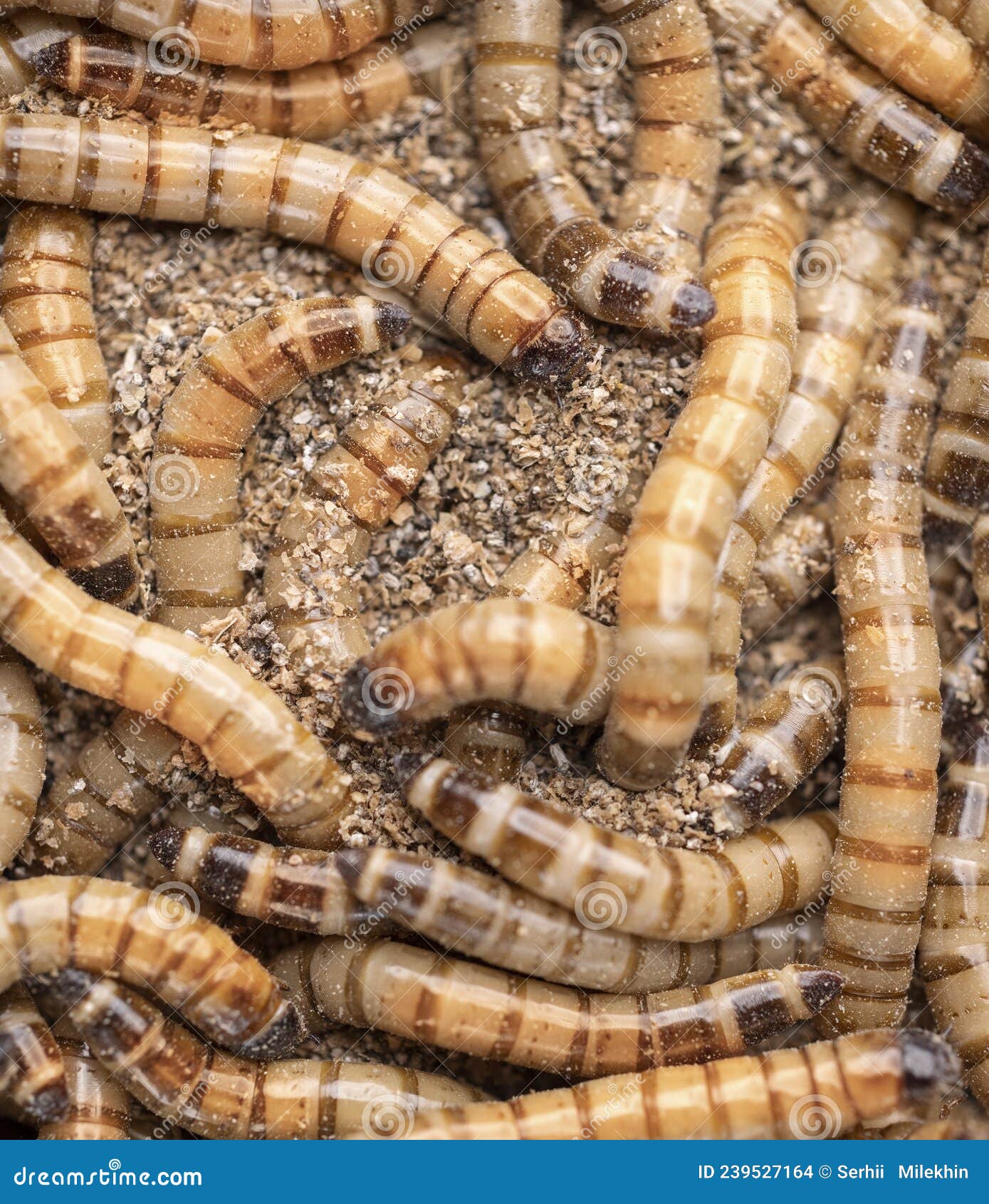 Worms Zophobas Morio. Close Up Shooting of Worms Stock Photo - Image of microbiology, larvae ...