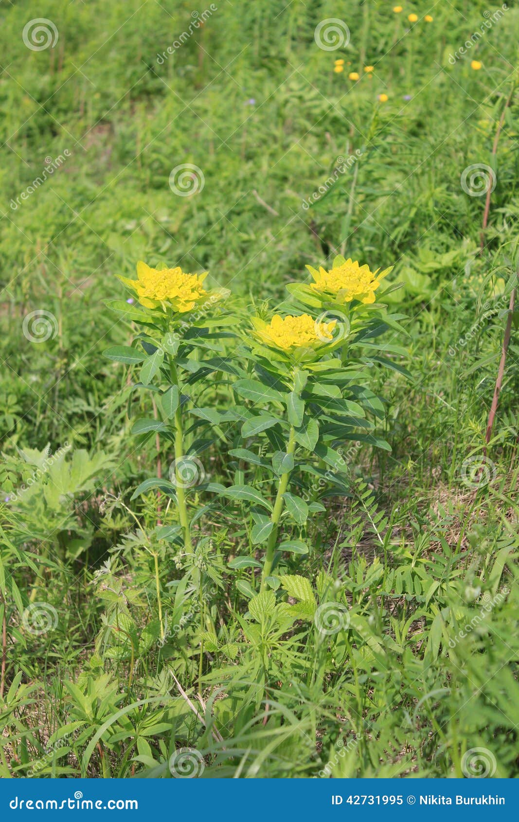 Wormseed Mustard stock image. Image of flower, cheiranthoides - 42731995