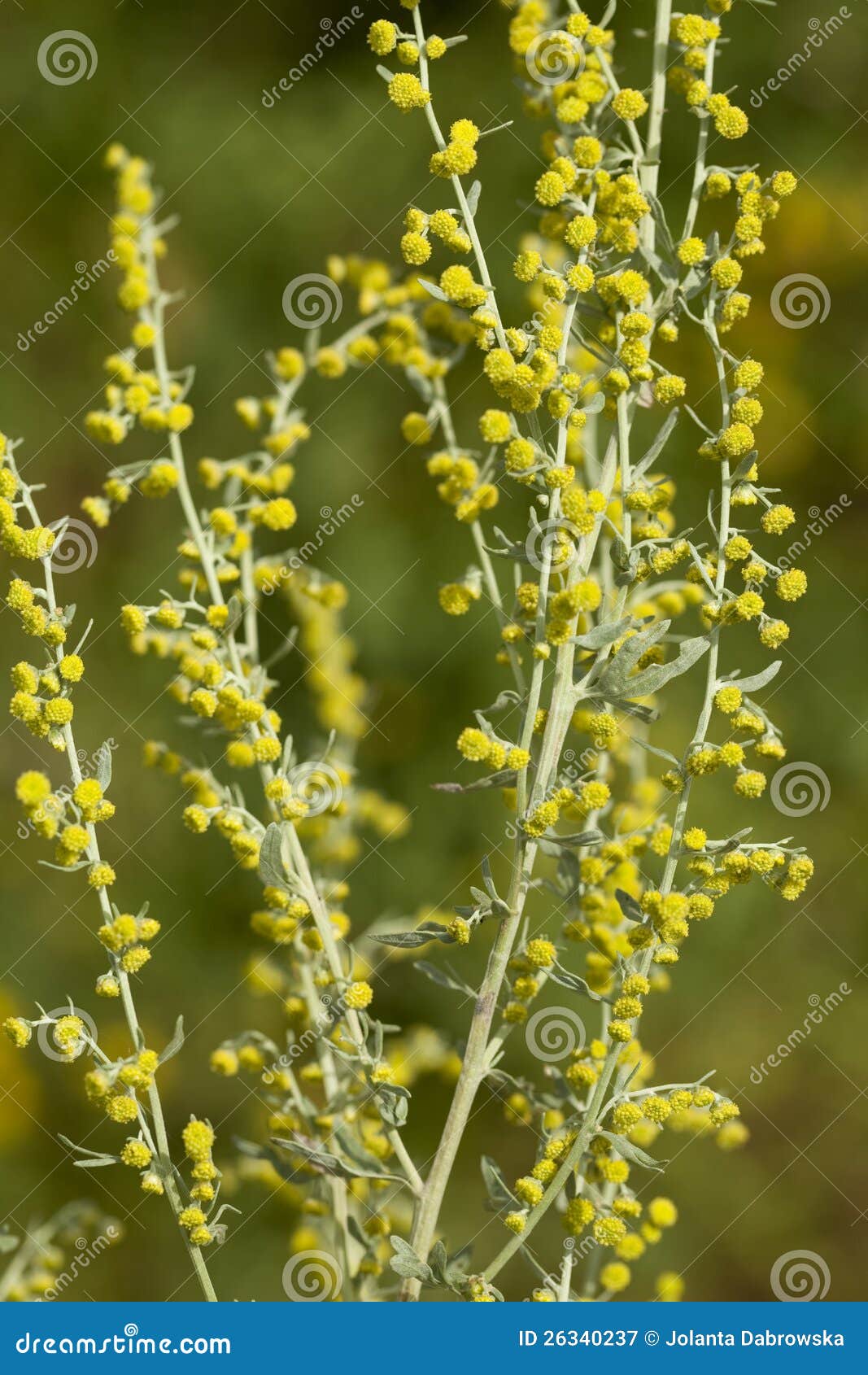 Wormwood stock image. Image of herb, meadow, yellow, herbal - 26340237