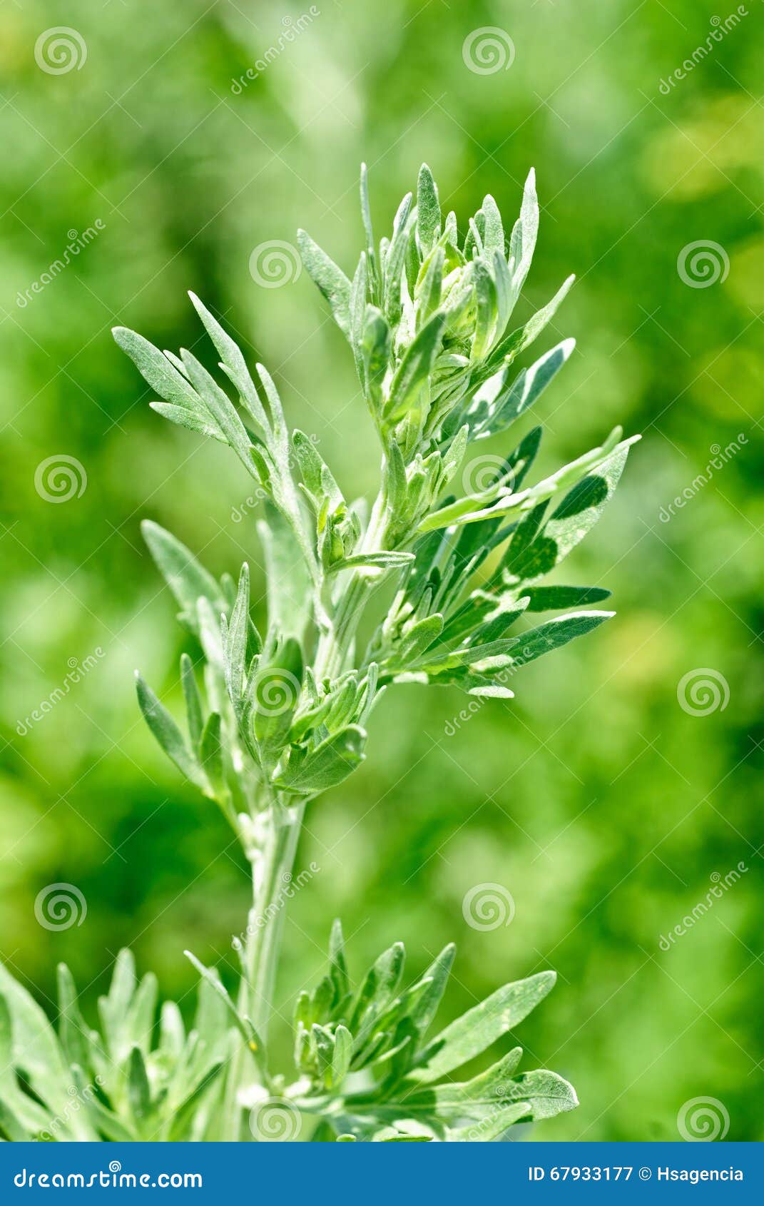 Wormwood (Artemisia Absinthium L.) Royalty-Free Stock Photography ...