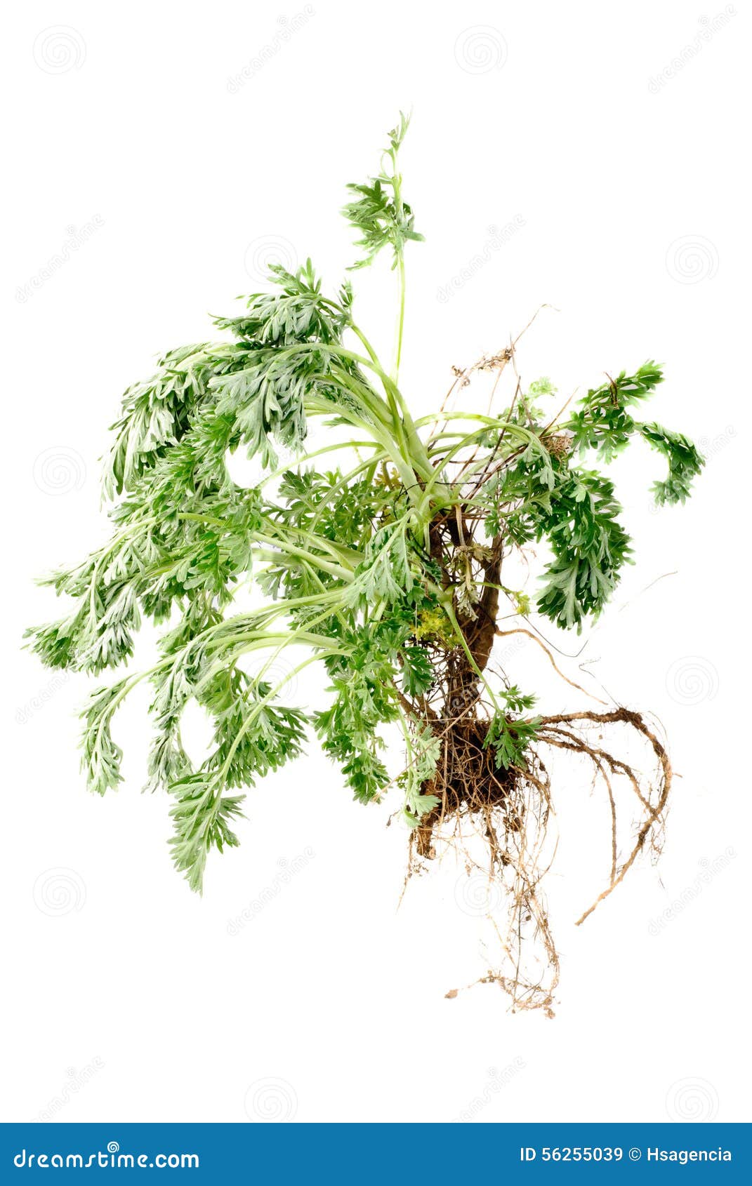 Wormwood (Artemisia Absinthium L.) with Root on White Stock Image ...