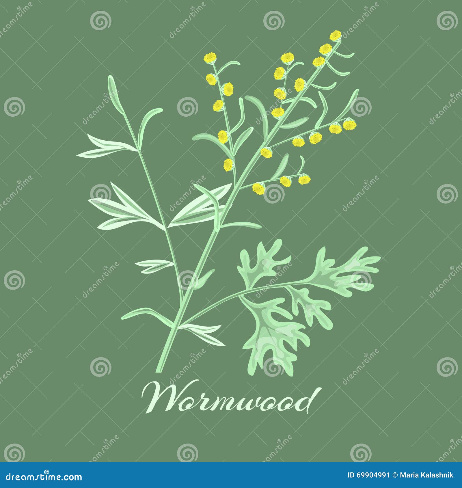 Wormwood Herb Stock Illustrations – 413 Wormwood Herb Stock Illustrations, Vectors & Clipart ...