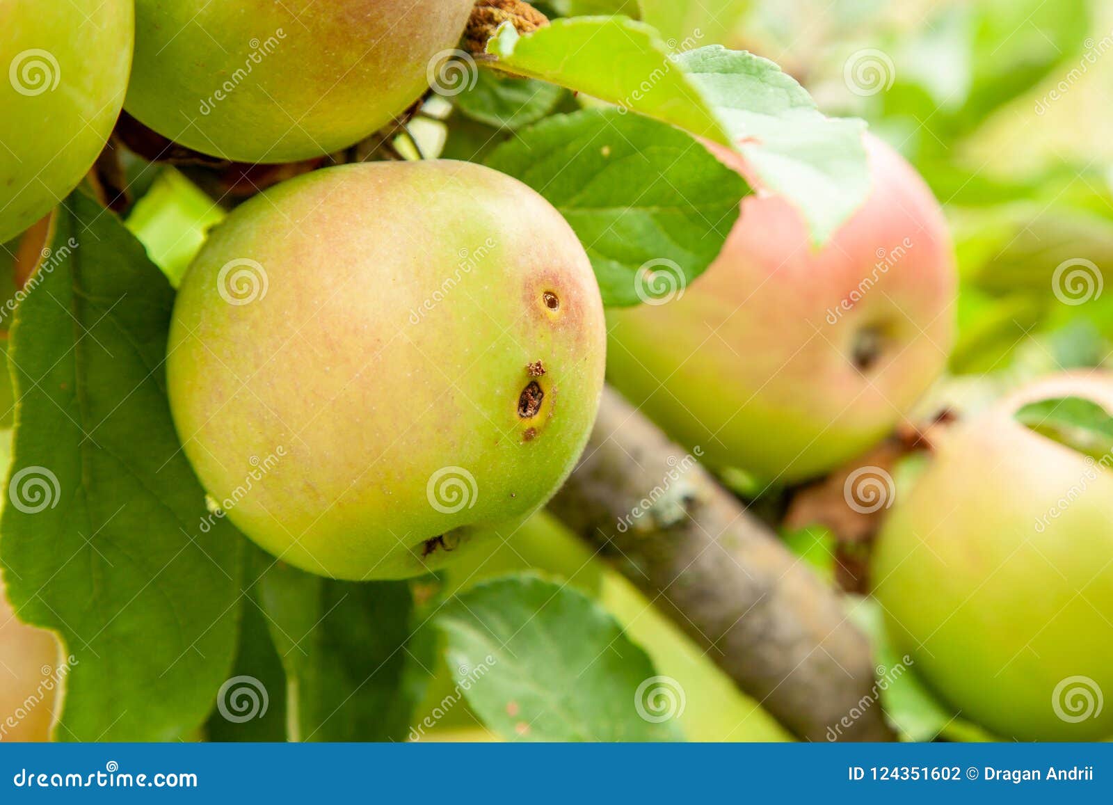 Wormy Apple Grows on Tree with Green Leaves Stock Photo - Image of ...