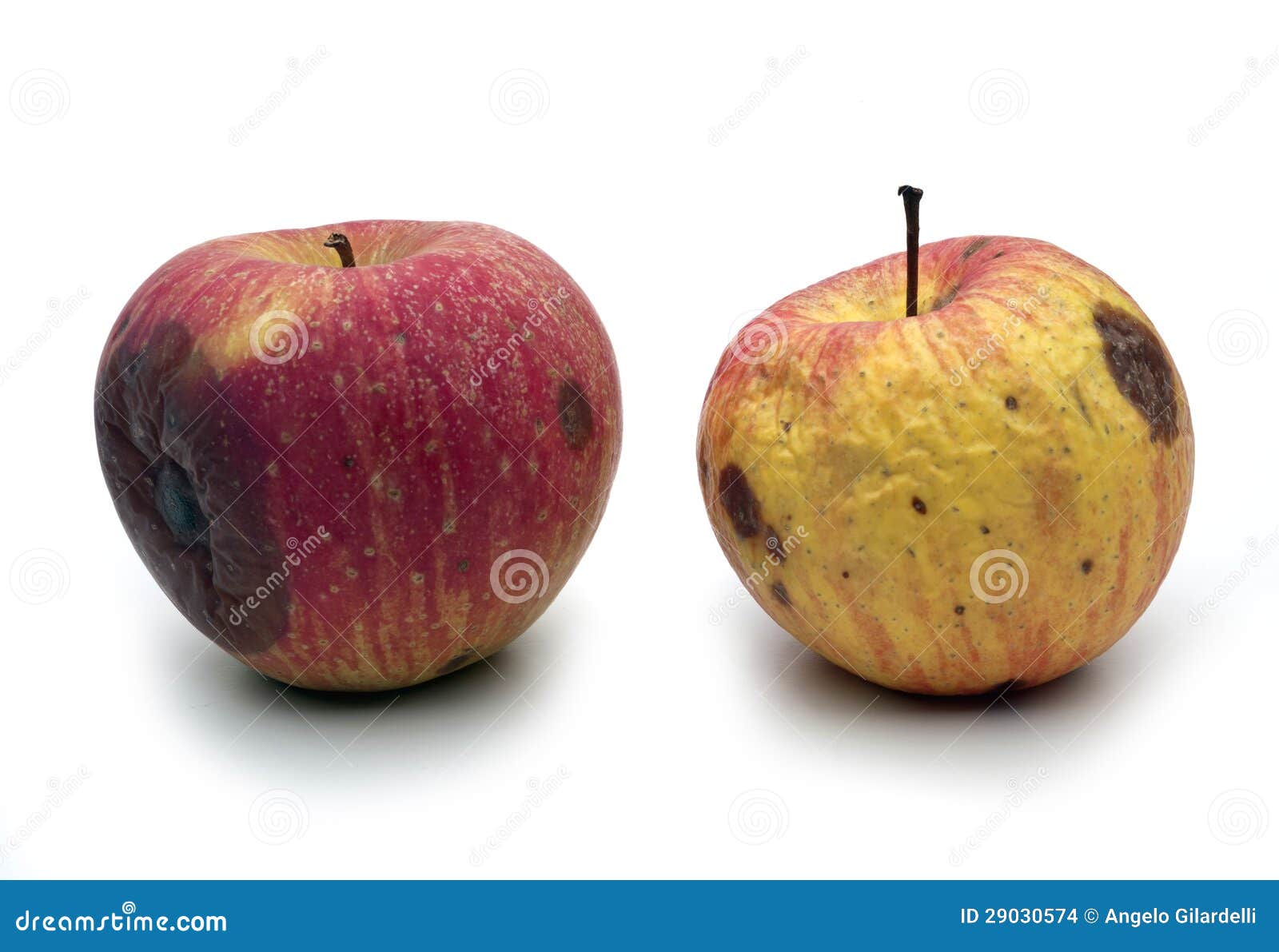 Wormy apples stock photo. Image of waste, apple, wormy - 29030574