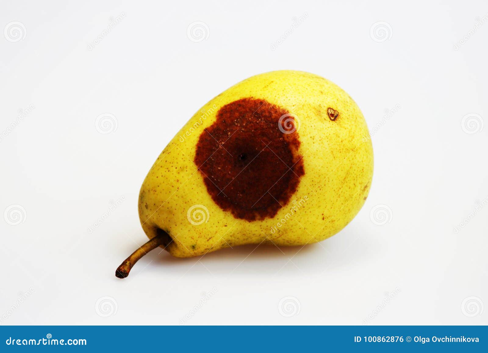 Wormy Yellow Small Pear with Signs of Rot. Stock Photo - Image of ...