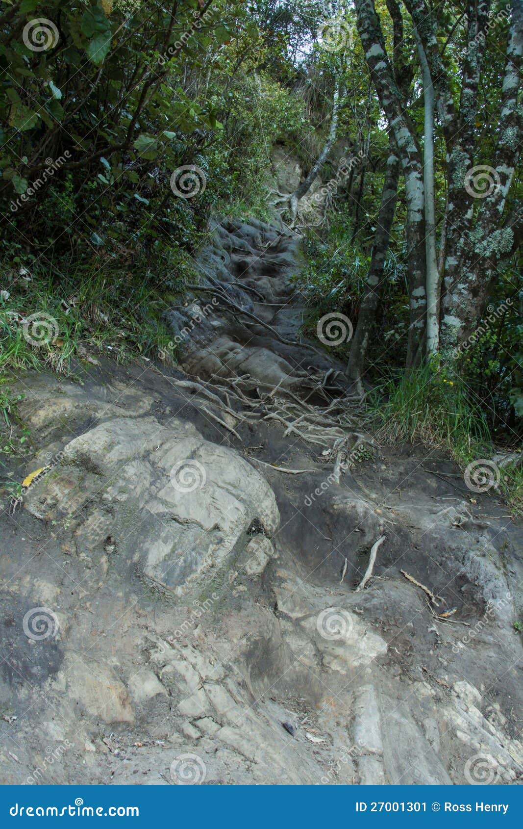 Worn Bush Track stock image. Image of danger, slope, worn - 27001301