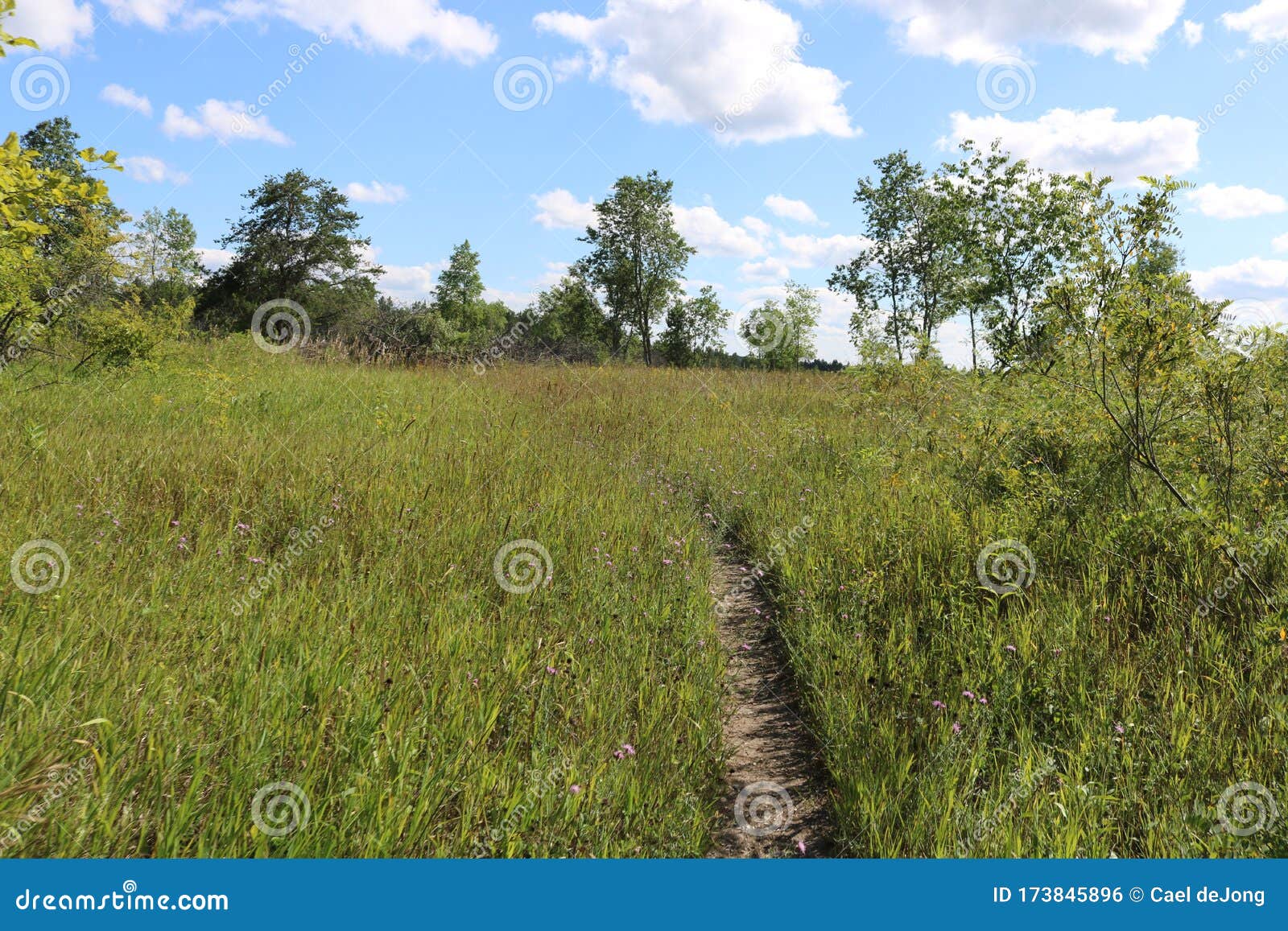 Trail through a Field in Michigan Stock Photo - Image of grass ...