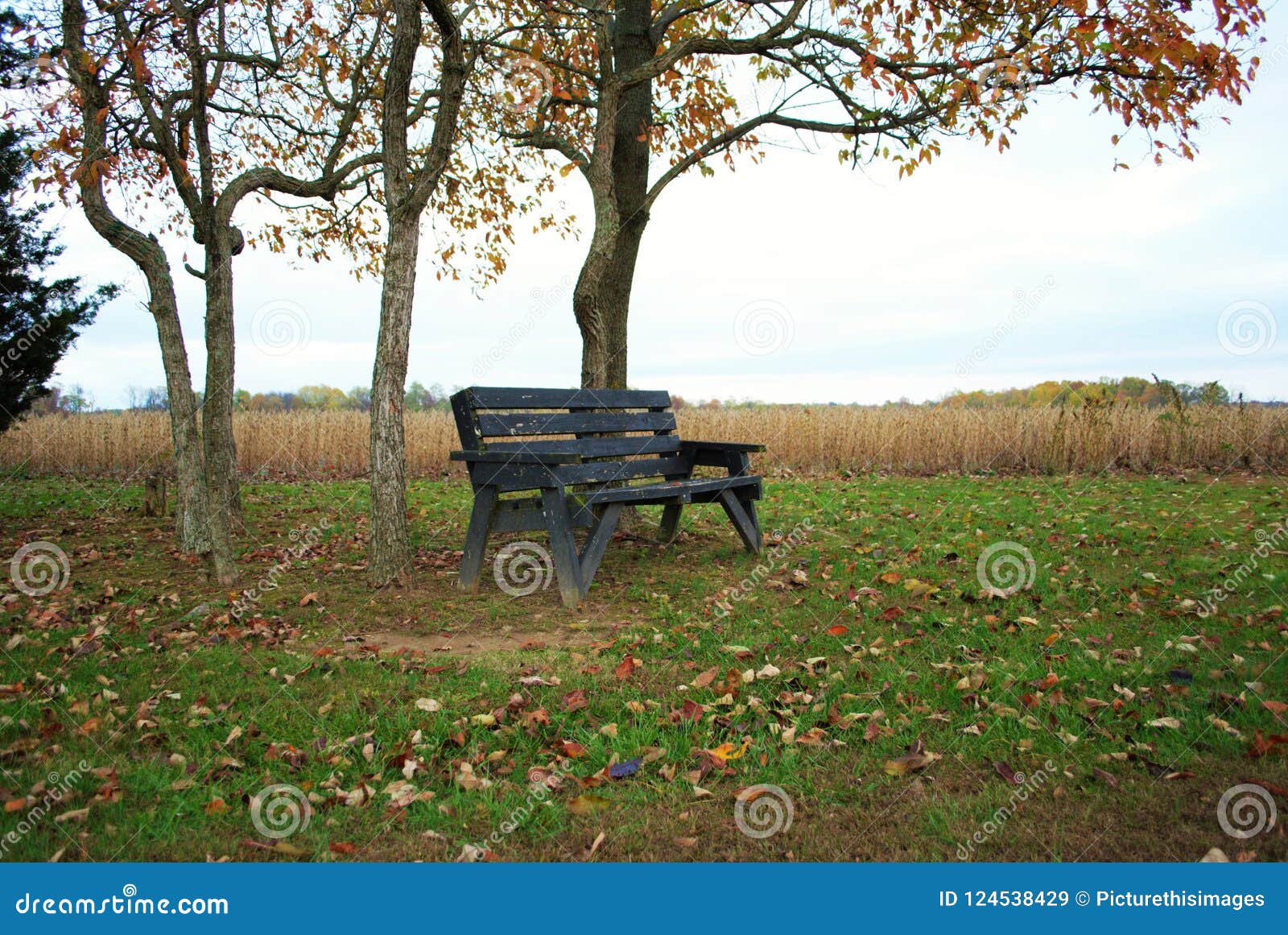 Old bench stock image. Image of rest, park, landscape - 124538429